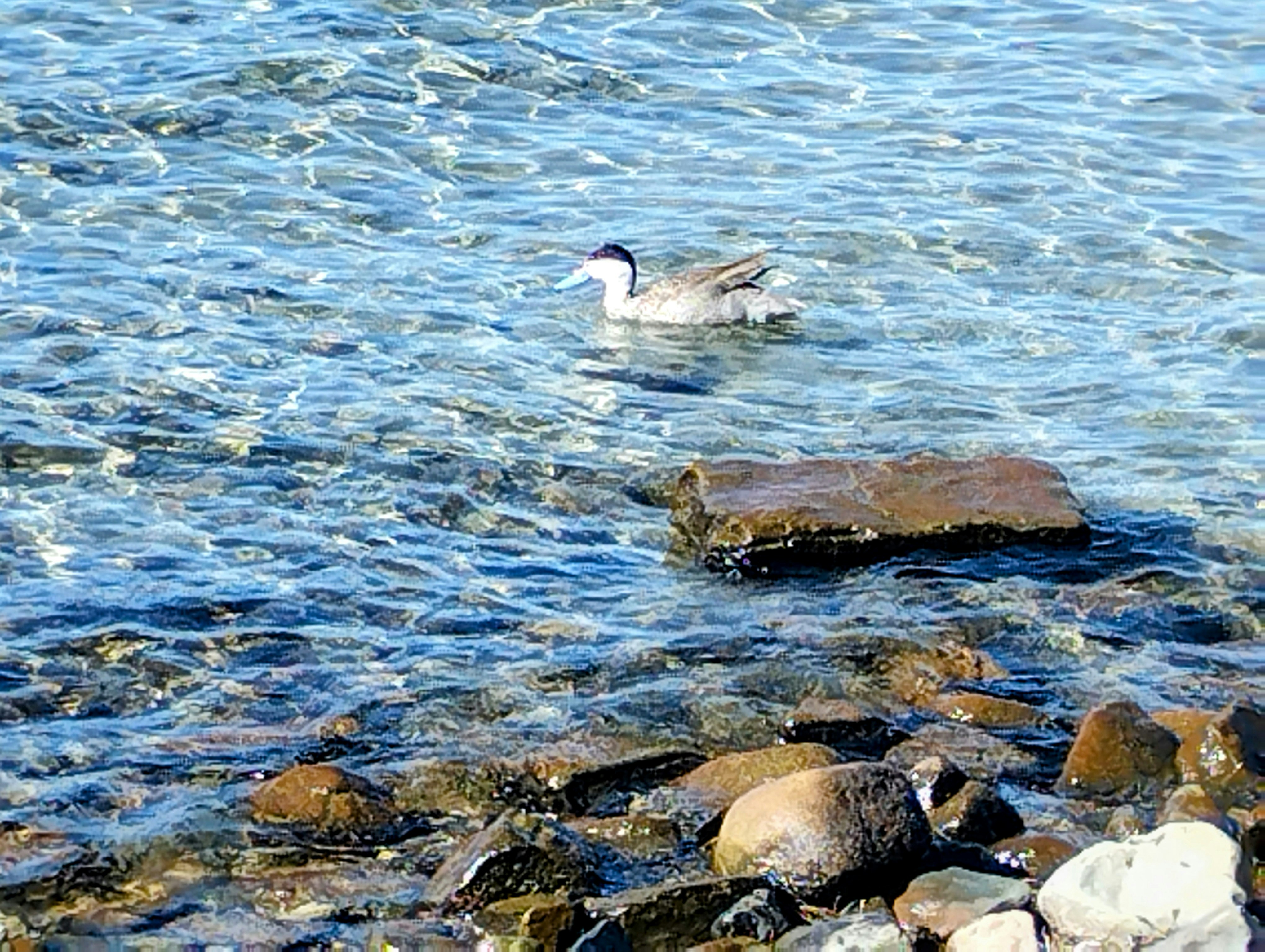 Grebe gliding over clear blue water beside sunlit rocks along a rocky shoreline. The scene highlights calm water texture and the bird as the focal point.