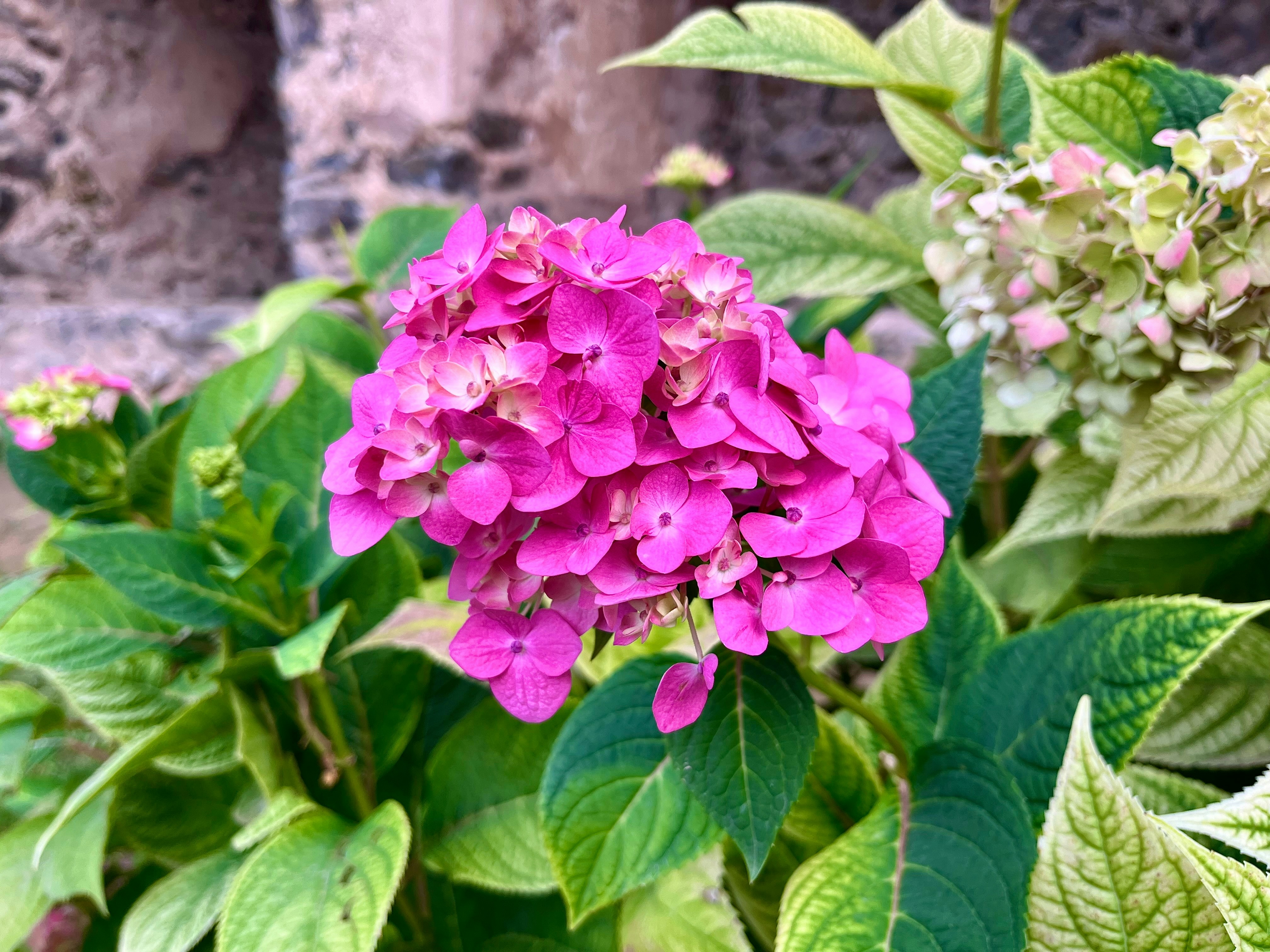 Pink Hydrangea Crown Framed by Verdant Foliage