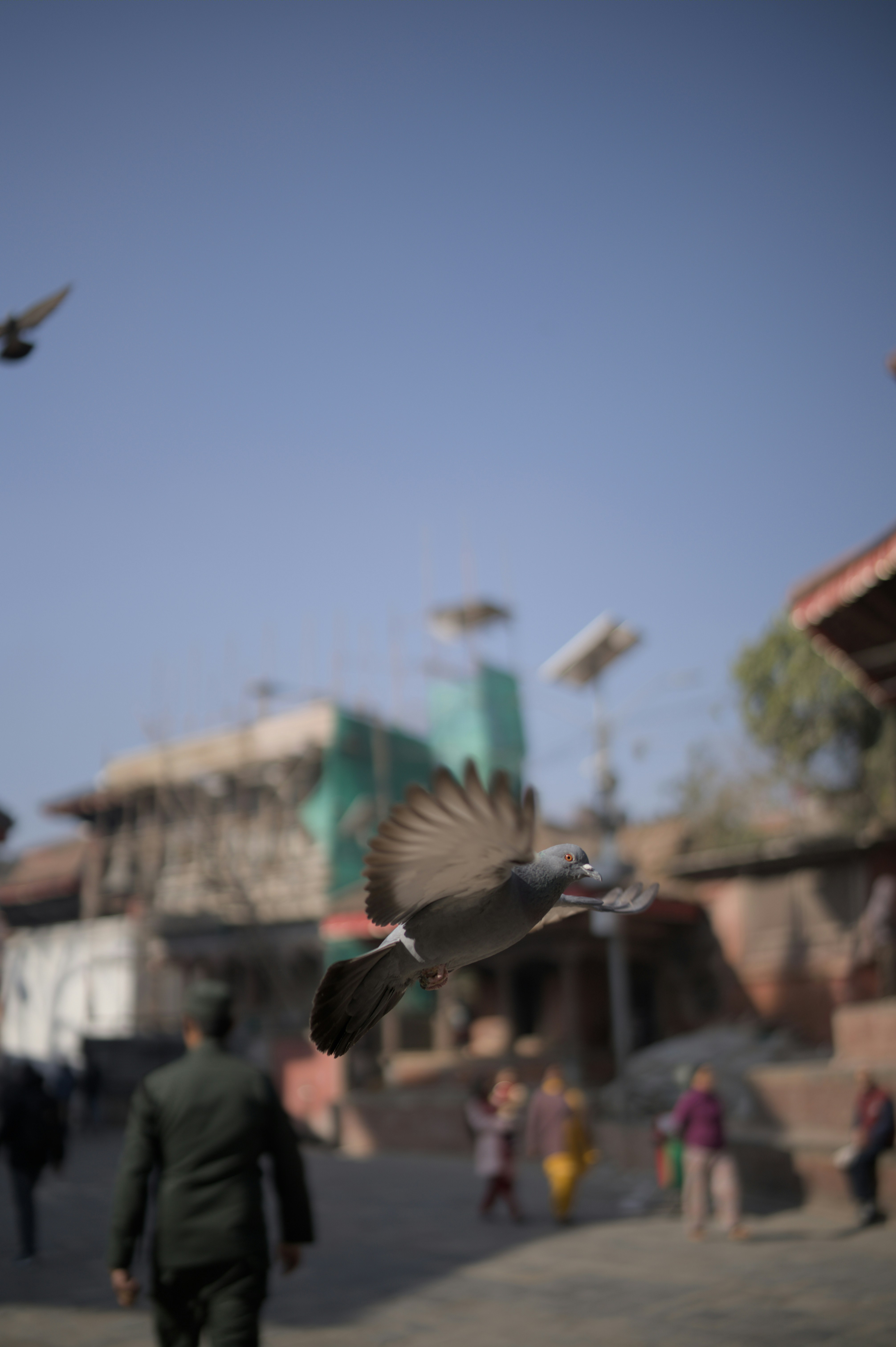 In-Flight Pigeon Over a Sunlit Street Market