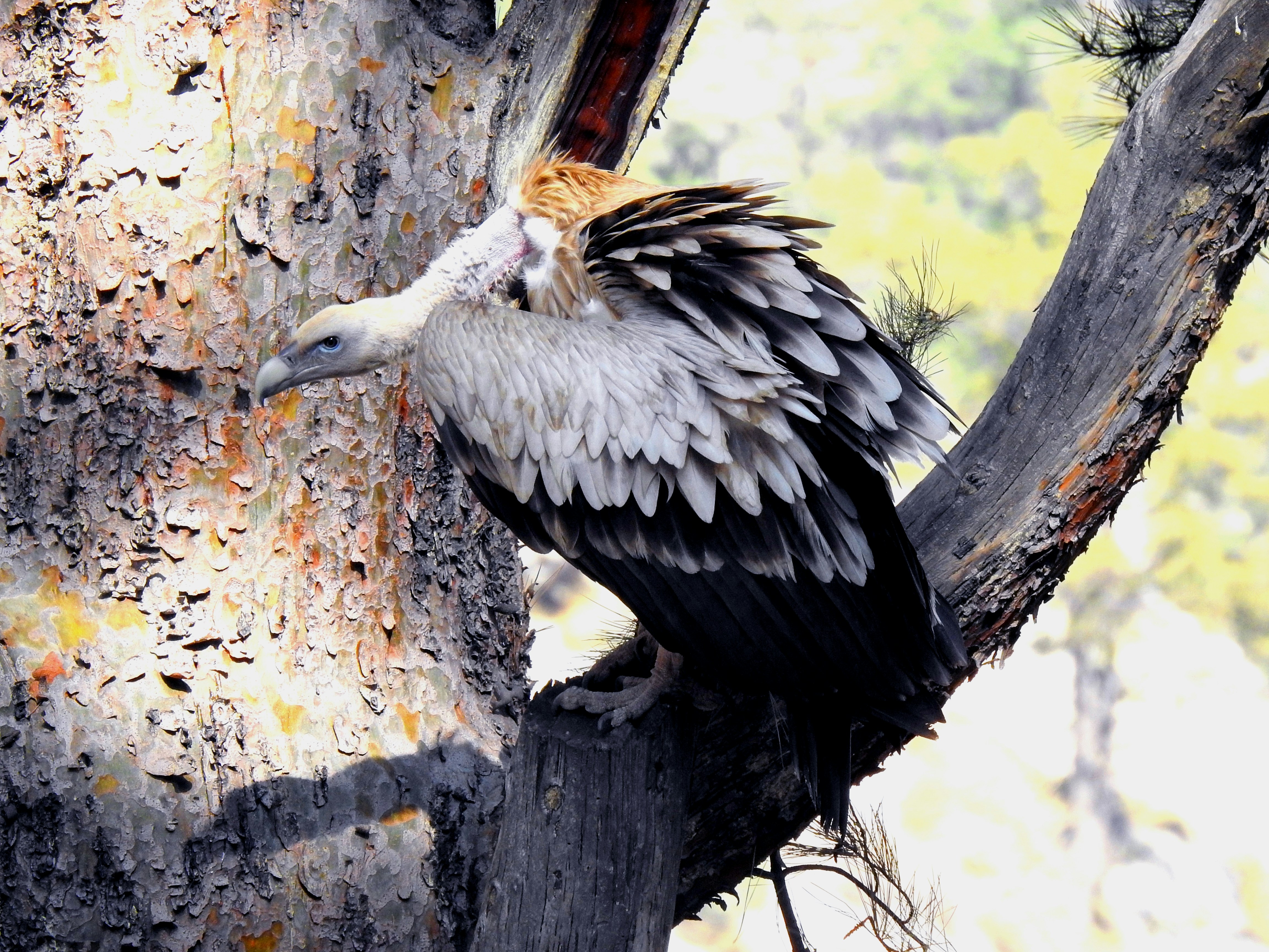 Vulture perched on a rugged tree branch with feathers highlighted by dappled sunlight.