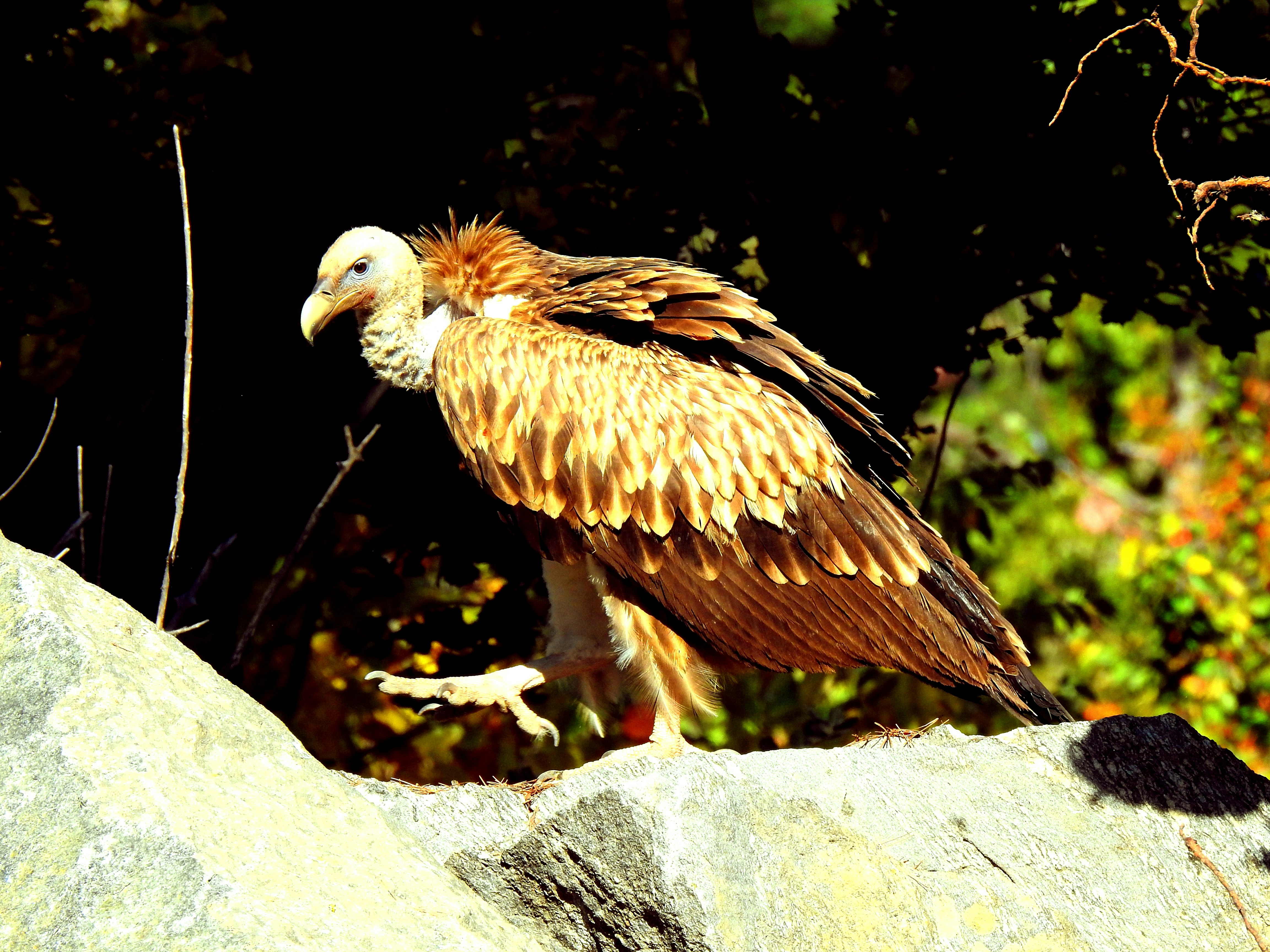 Vulture perched on a sunlit rock with brown and gold feathers gleaming against a dark background.