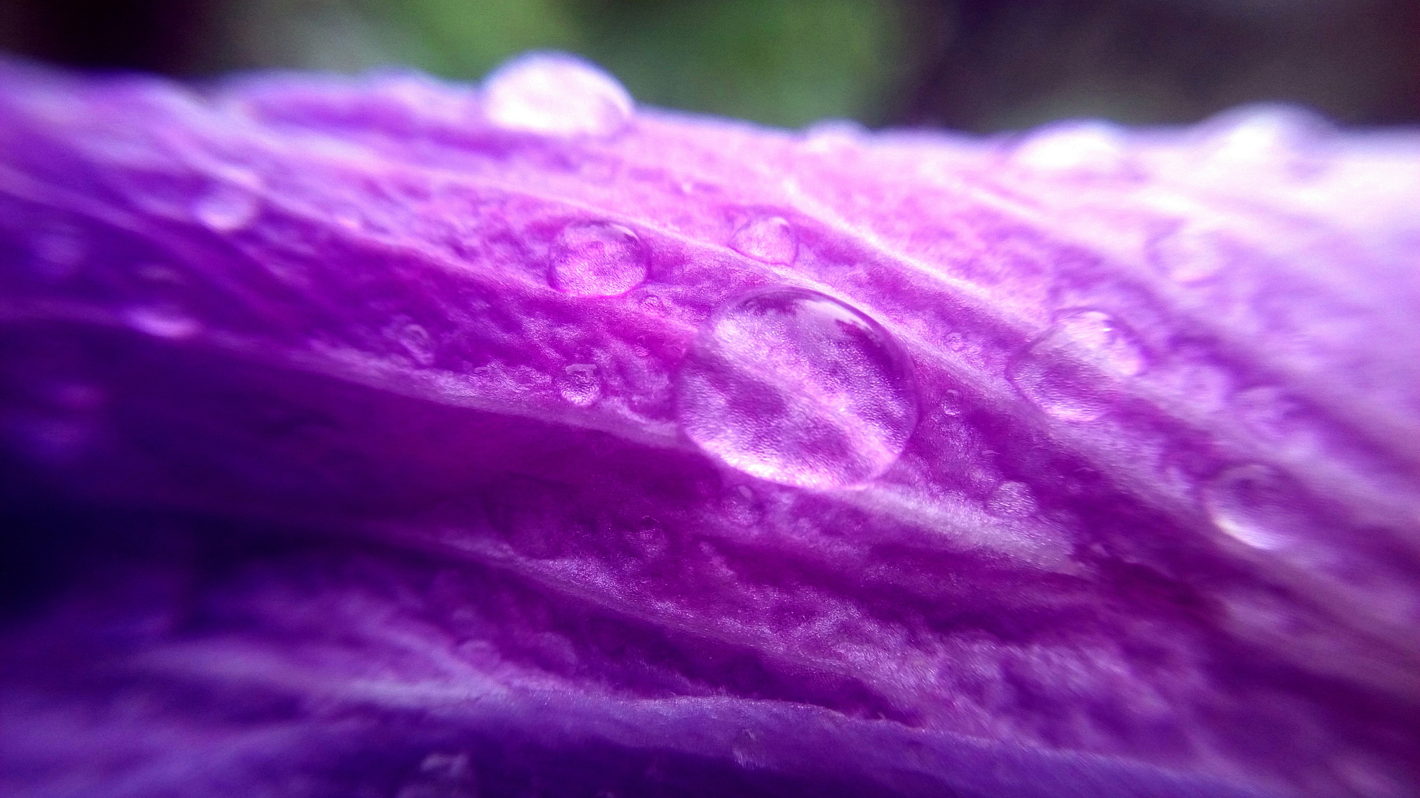Glistening raindrops on rich purple petals create a sparkling contrast with a soft blurred background.