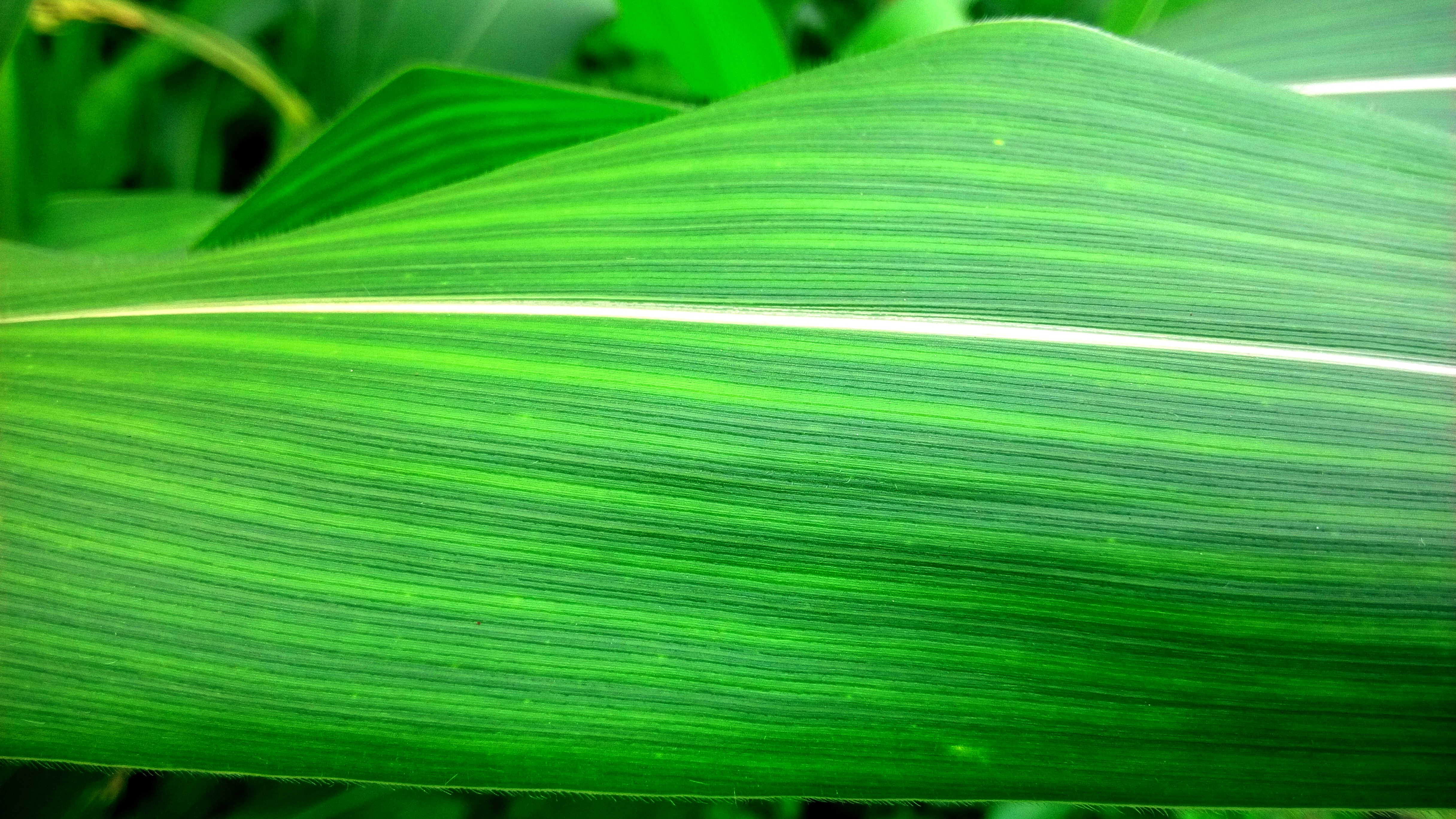 Corn leaf in close-up reveals intricate vein patterns and vibrant green hues.