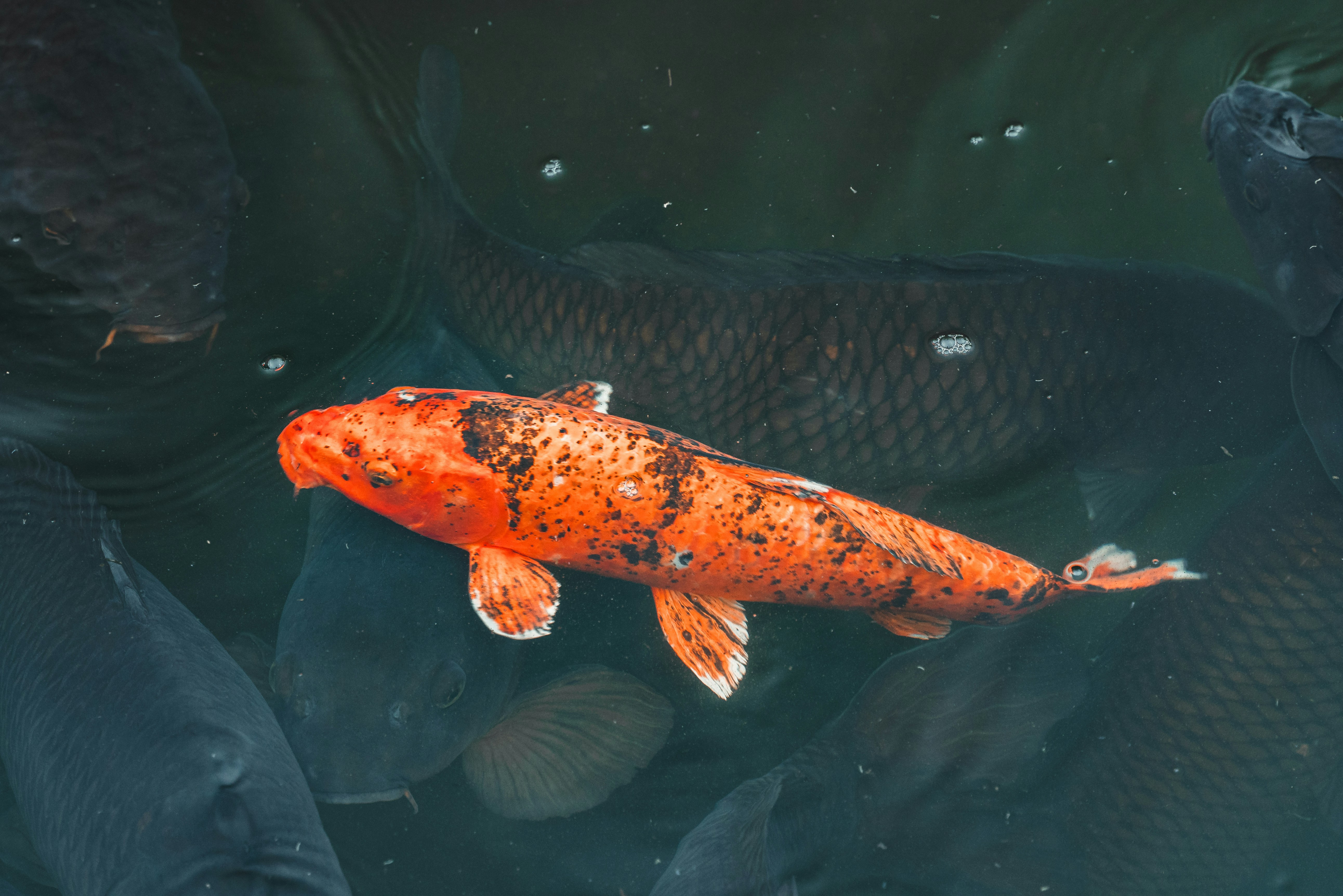 A large orange fish swimming in a pond photo – Free Animal Image on ...