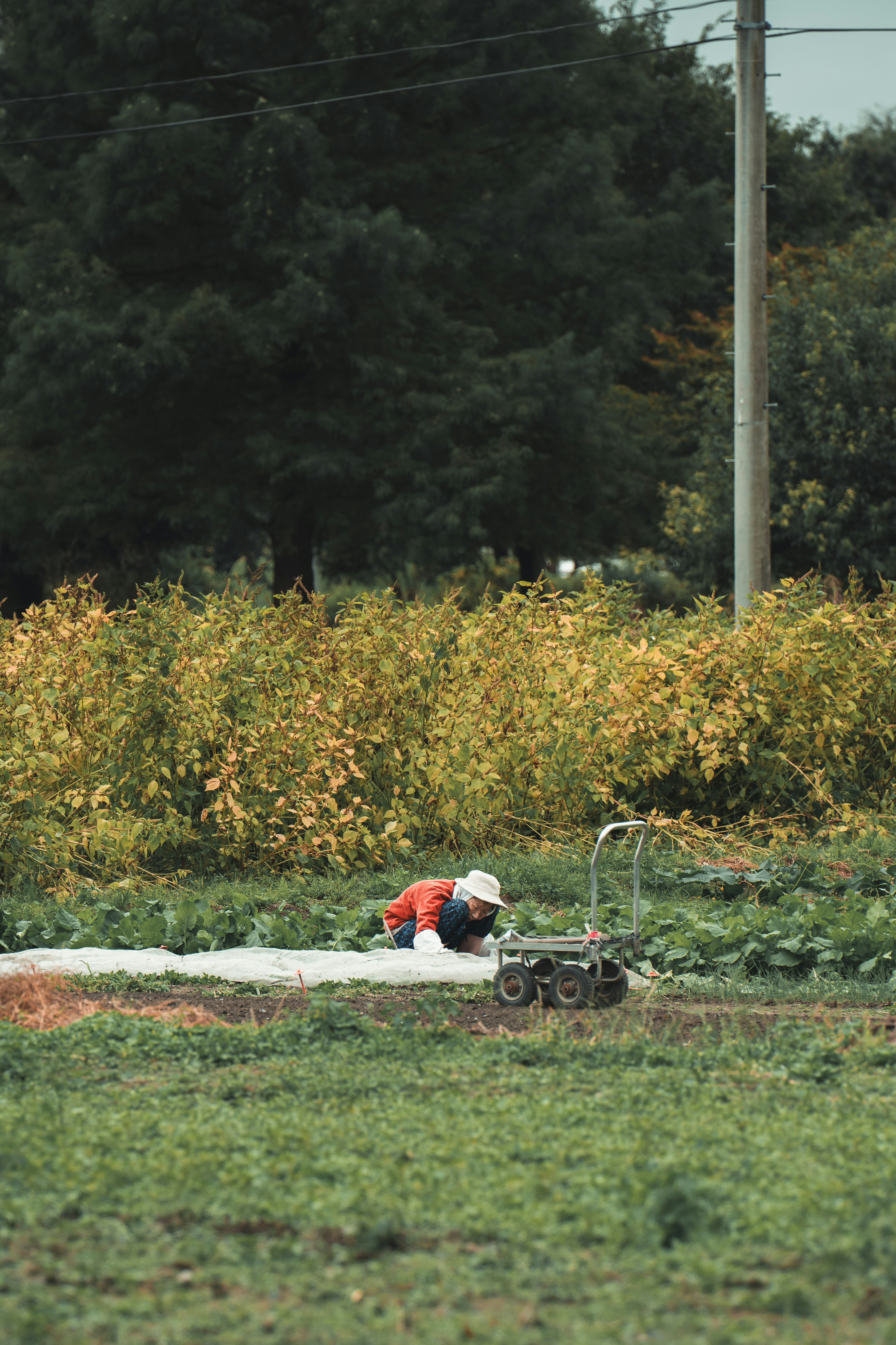 Nurturing the Fields: A Farmer's Touch