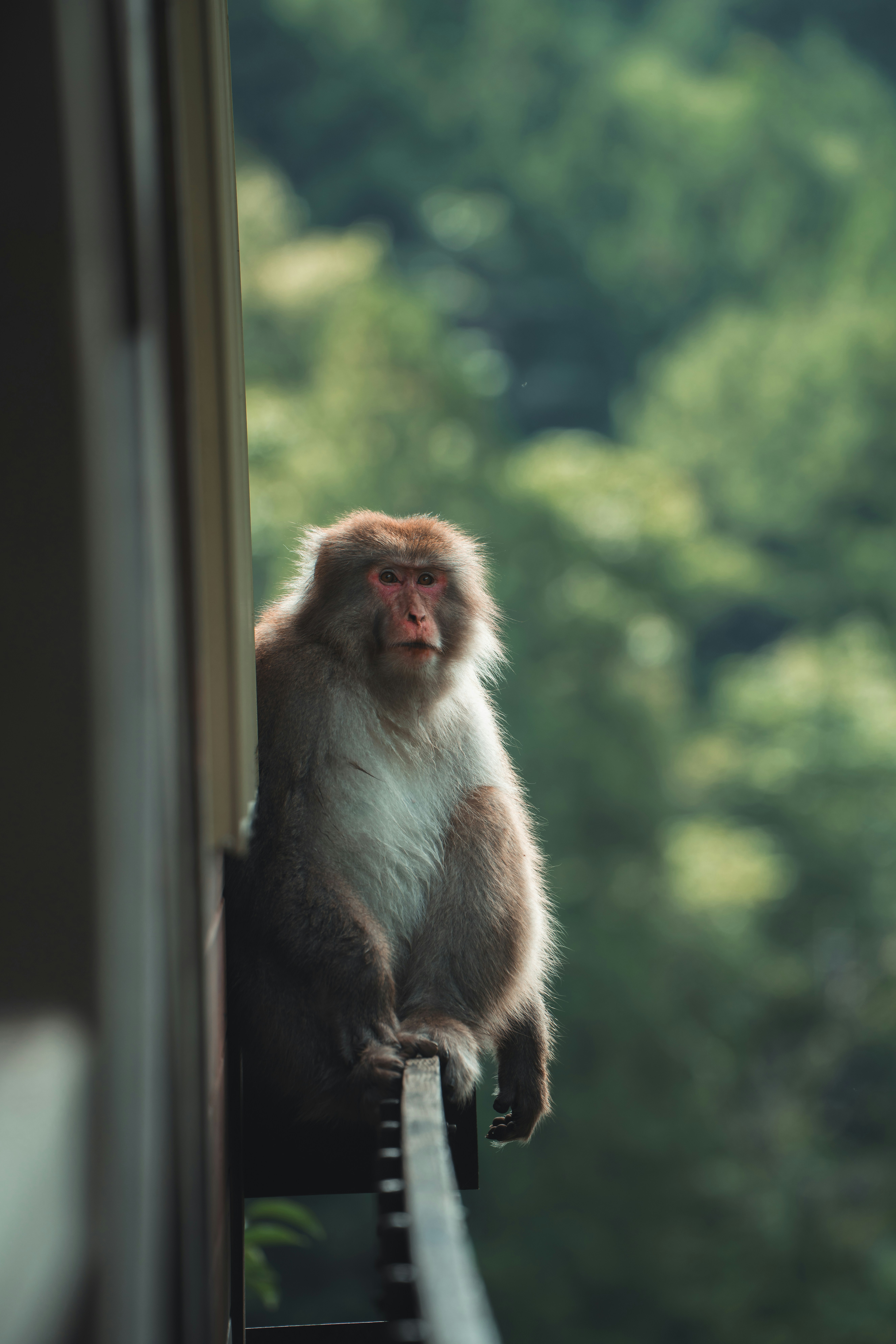 A monkey that is sitting on a rail photo – Free Animal Image on Unsplash