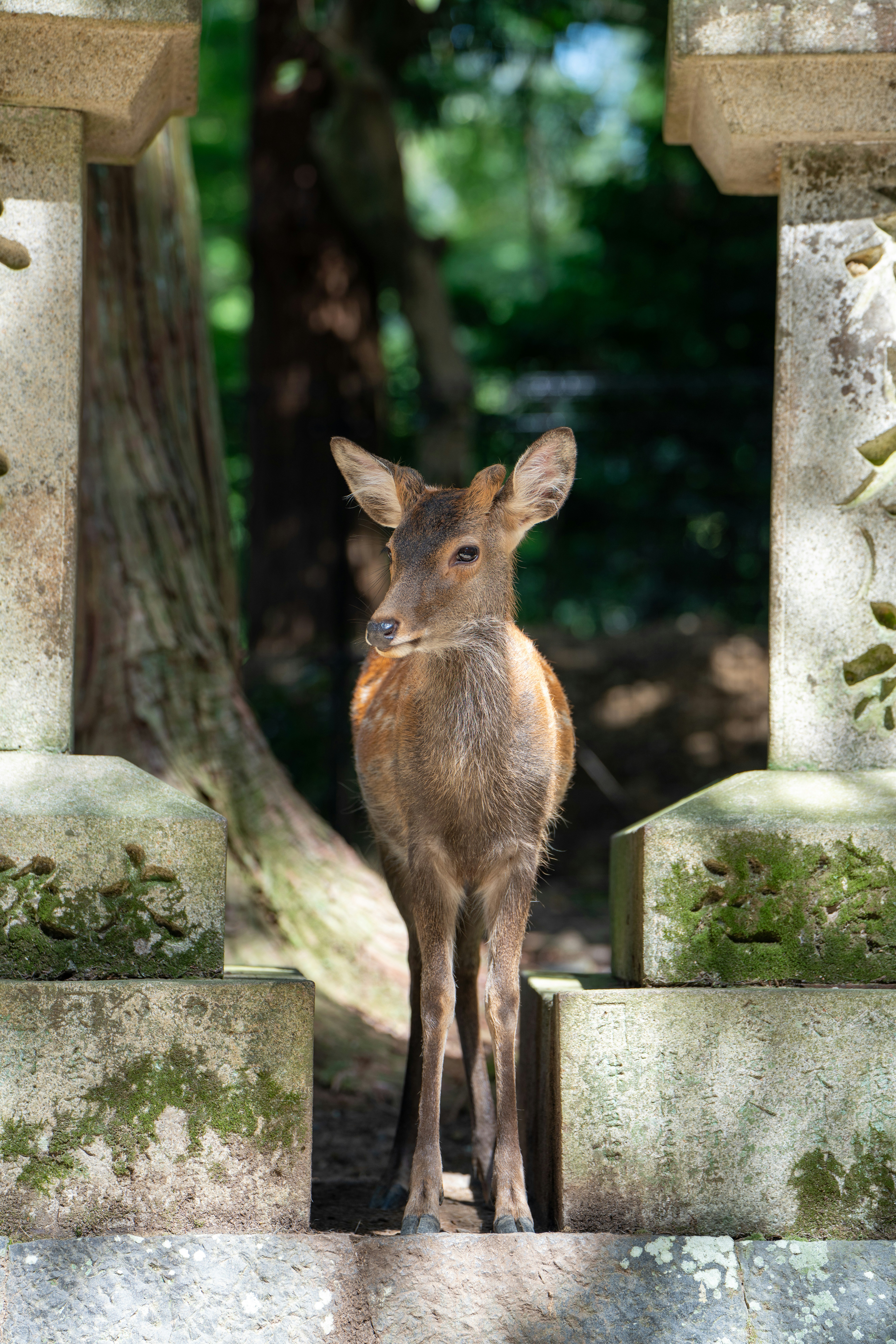 A deer standing in the middle of a forest