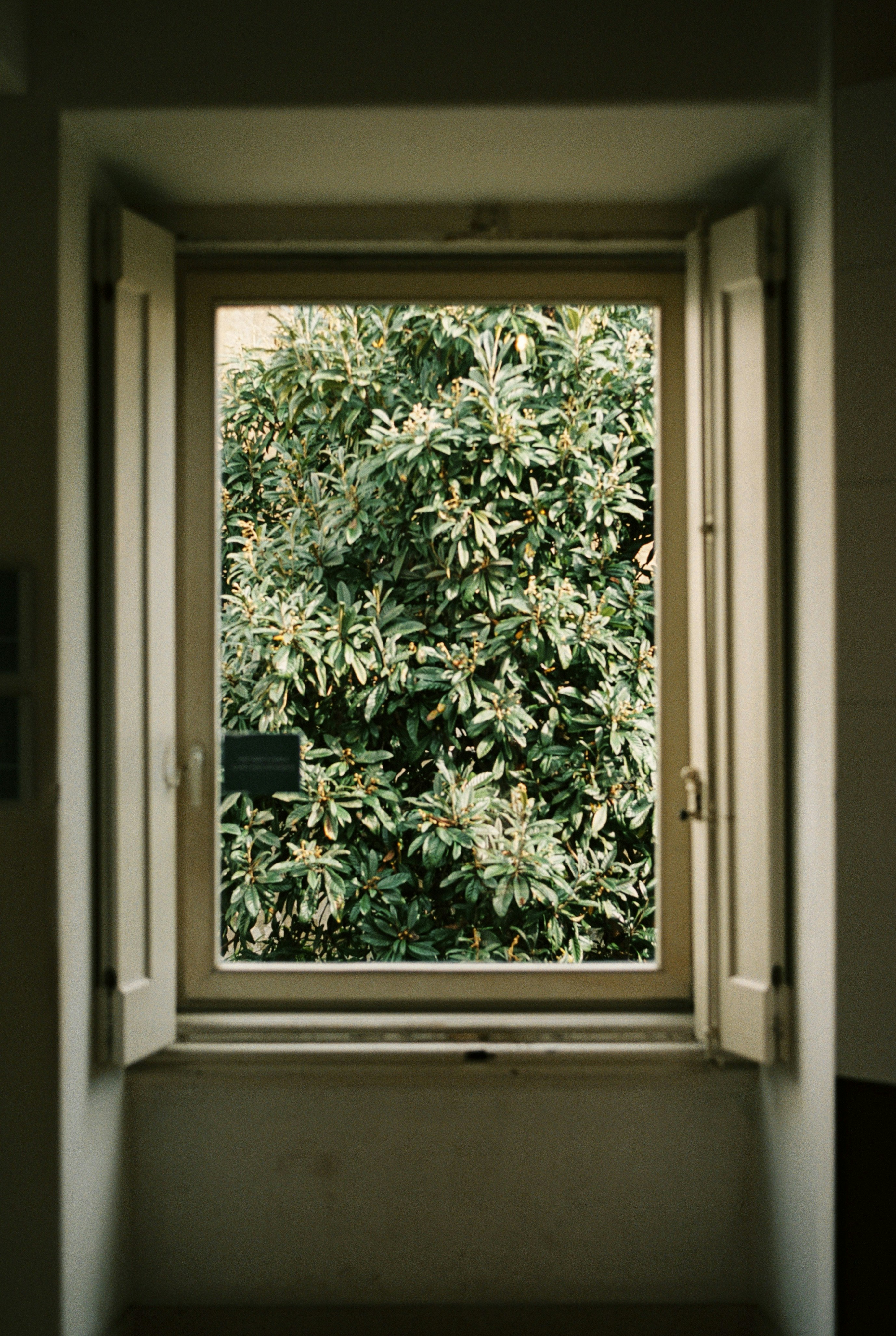 Lush green foliage framed by an open window, viewed from inside a dim room.