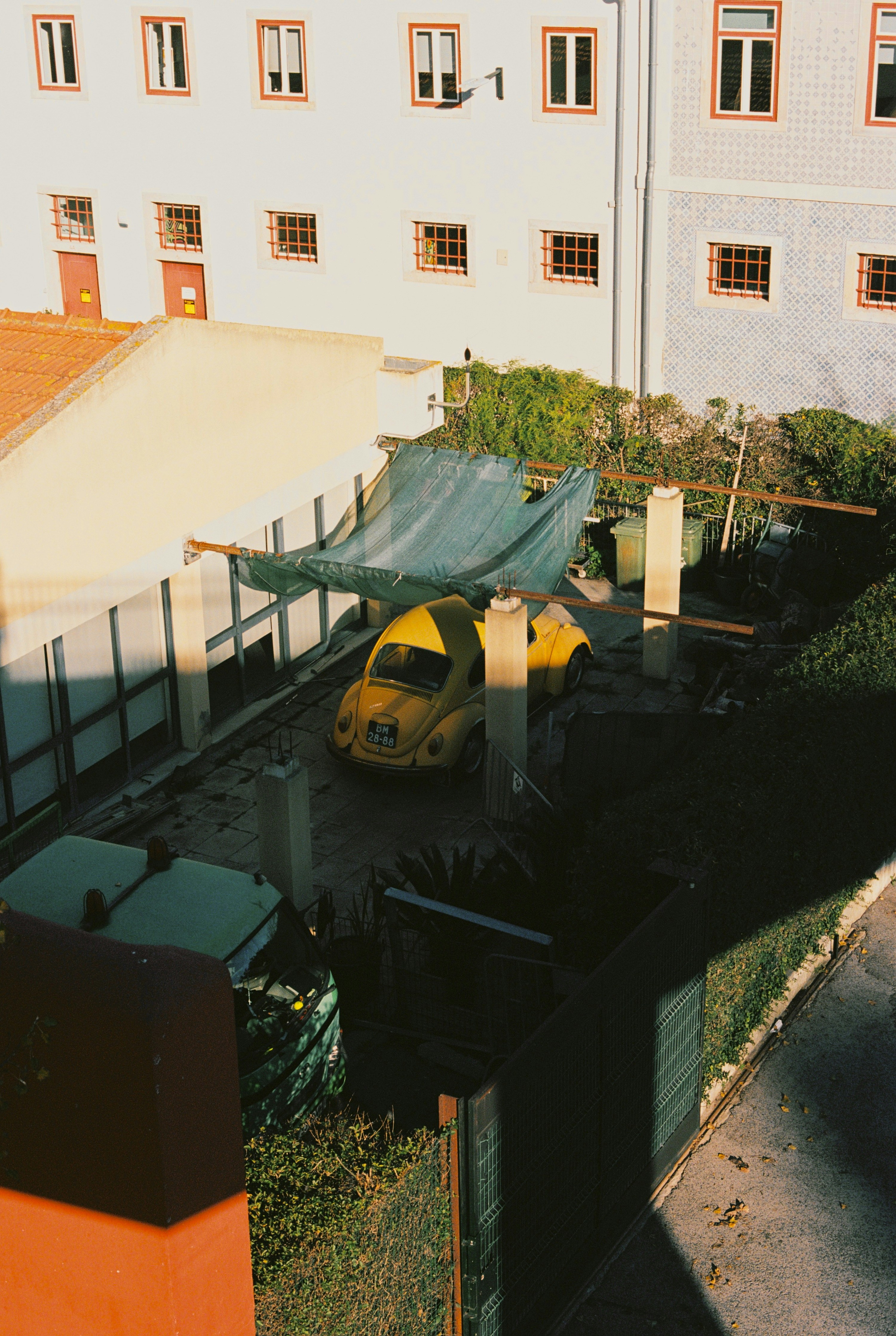 Sunlit Yellow Beetle Under a Green Canopy in a Quiet Courtyard