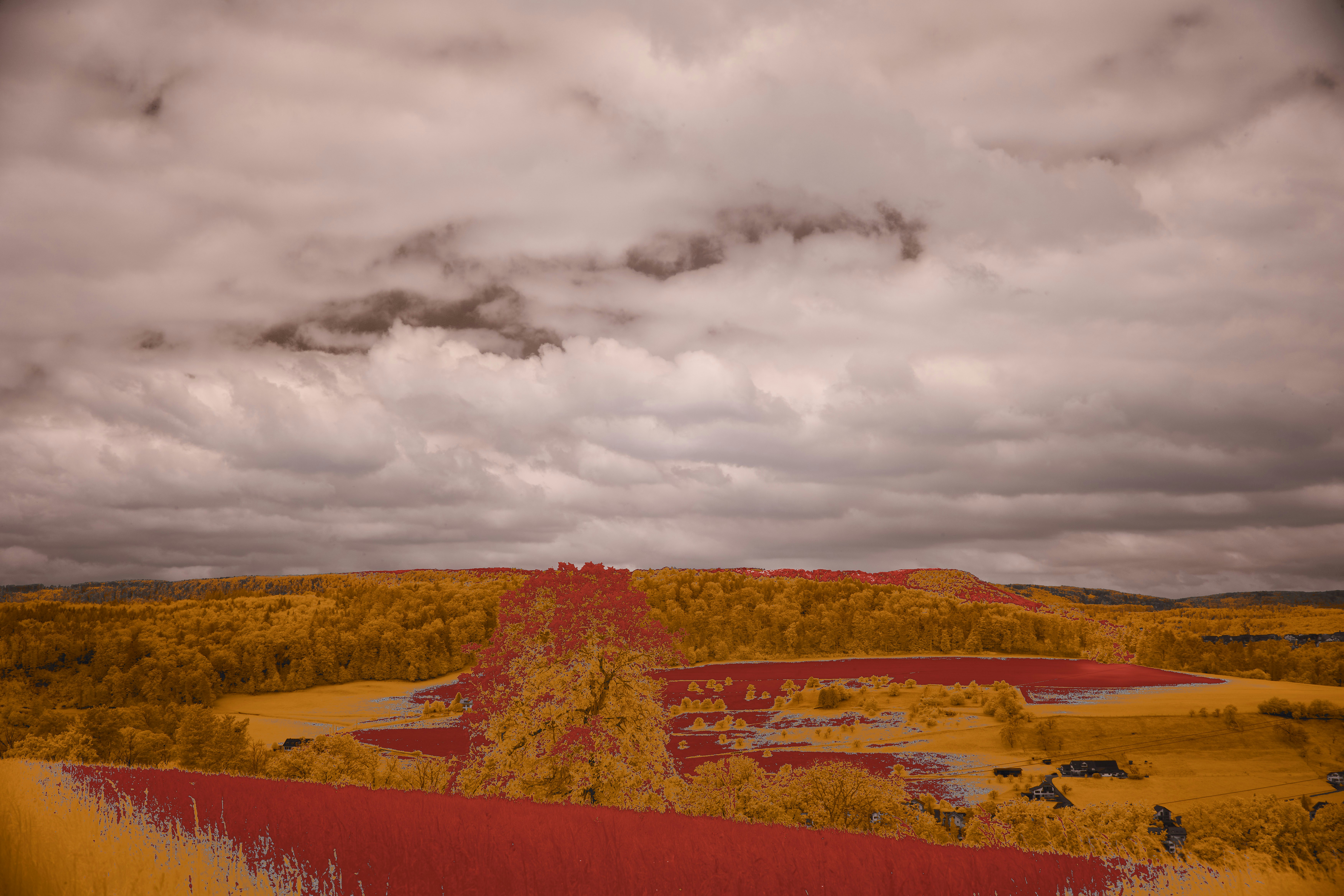 Crimson Crown Over Golden Plains