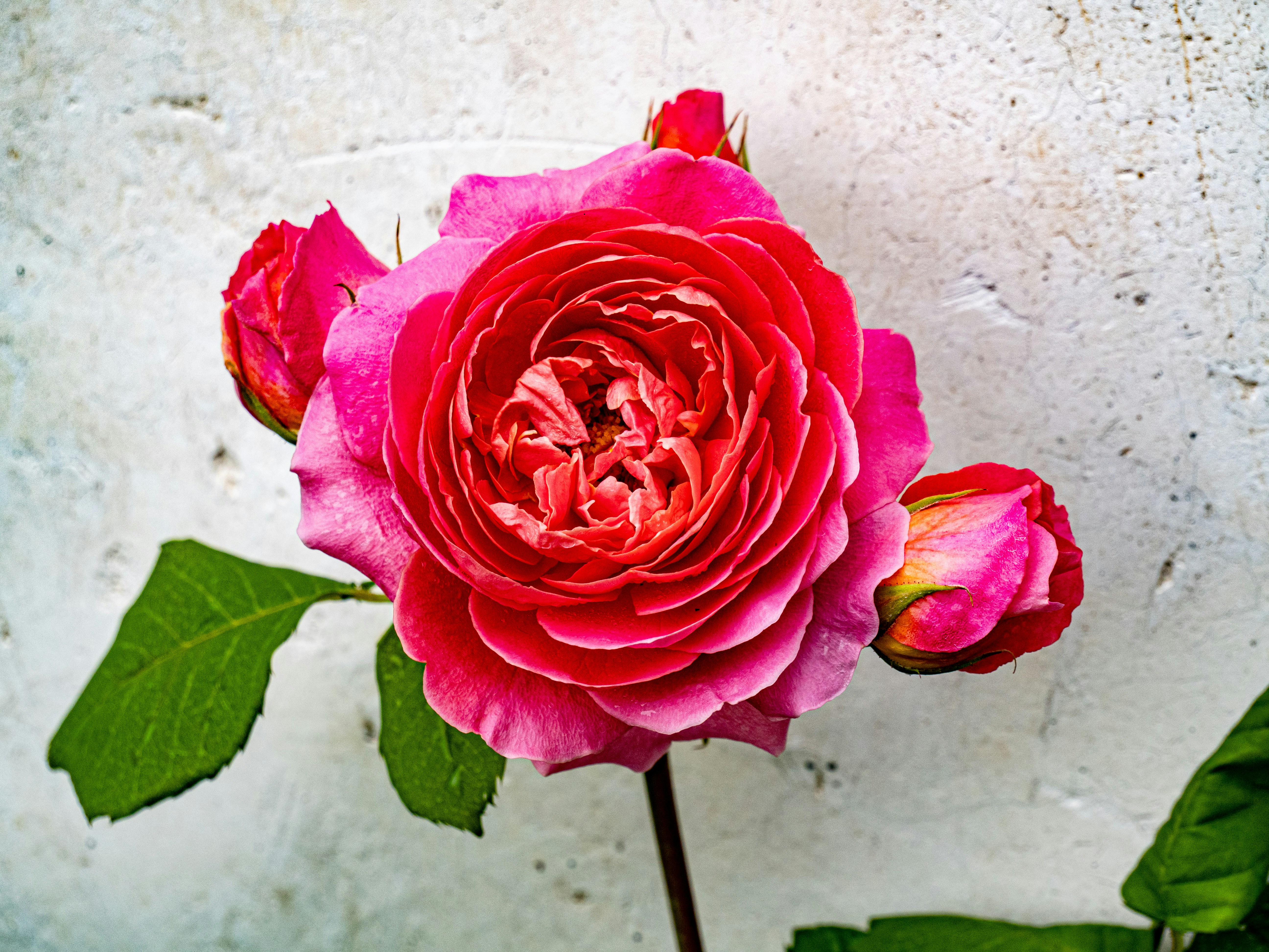 Rosy Centerpiece: Pink Rose Anchored Against a Pale, Textured Wall