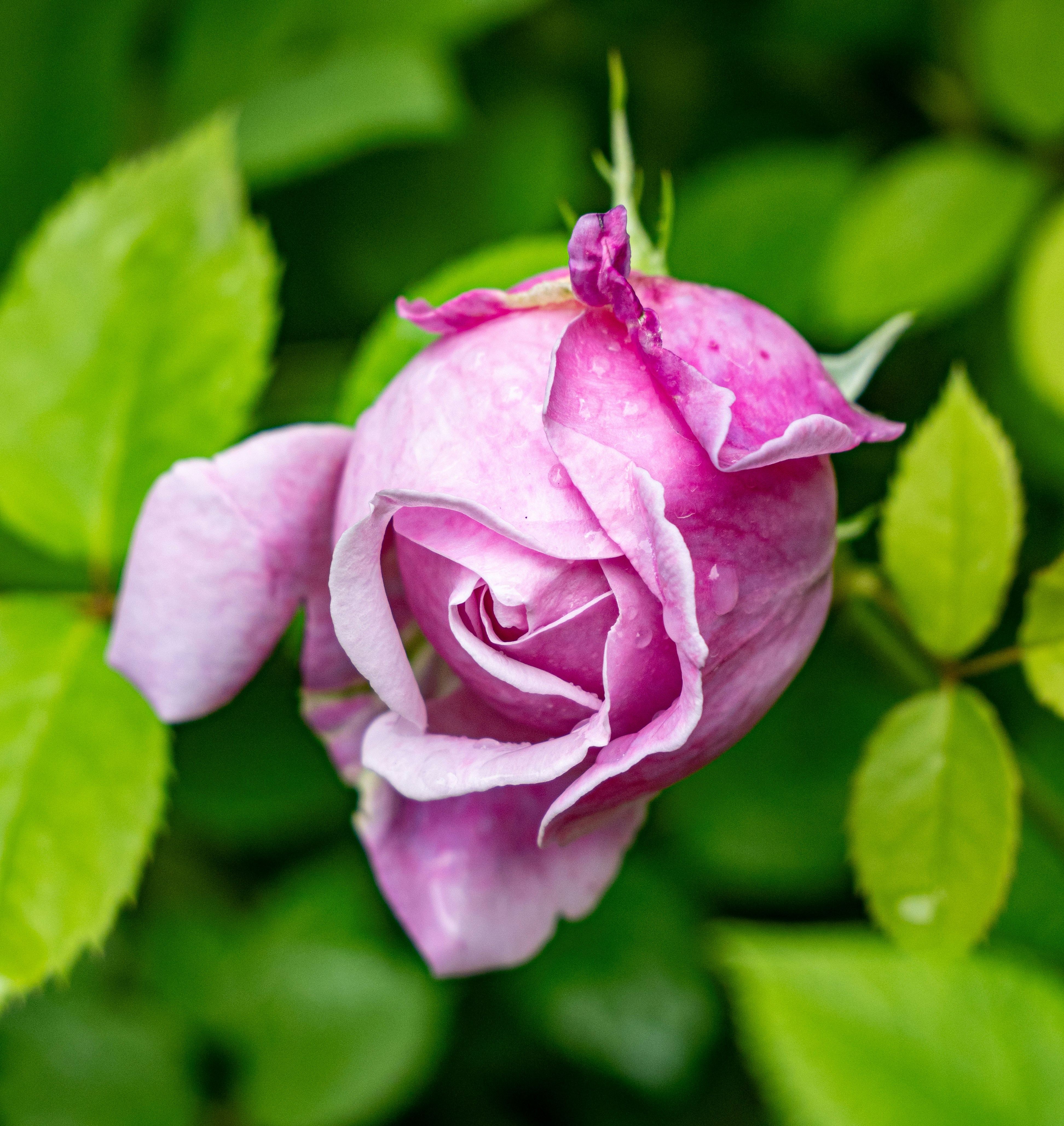 Petal Spiral: A Pink Rosebud Nestled in Verdant Quiet