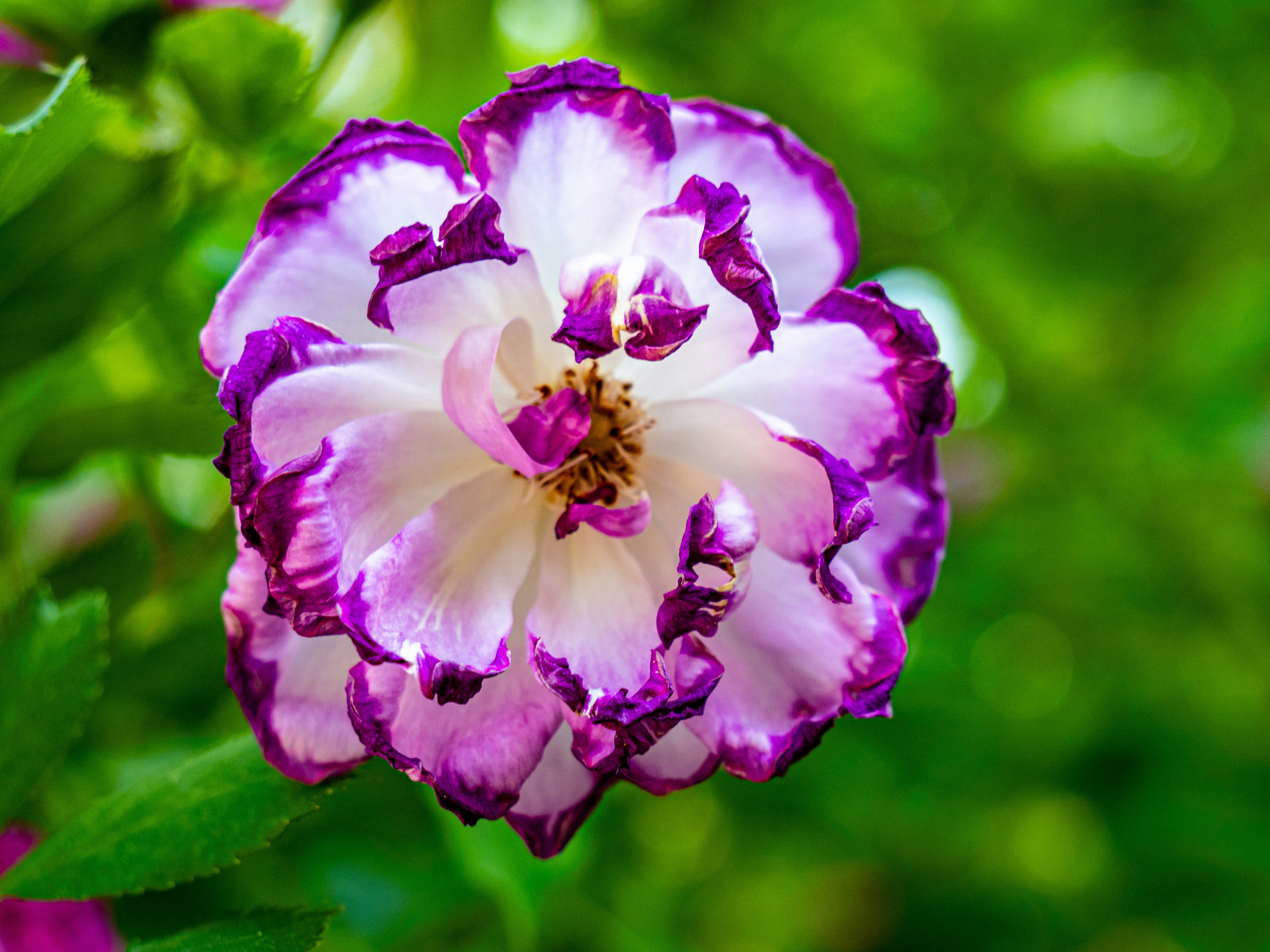 Purple-edged Rose in Sharp Focus Against Lush Green Backdrop