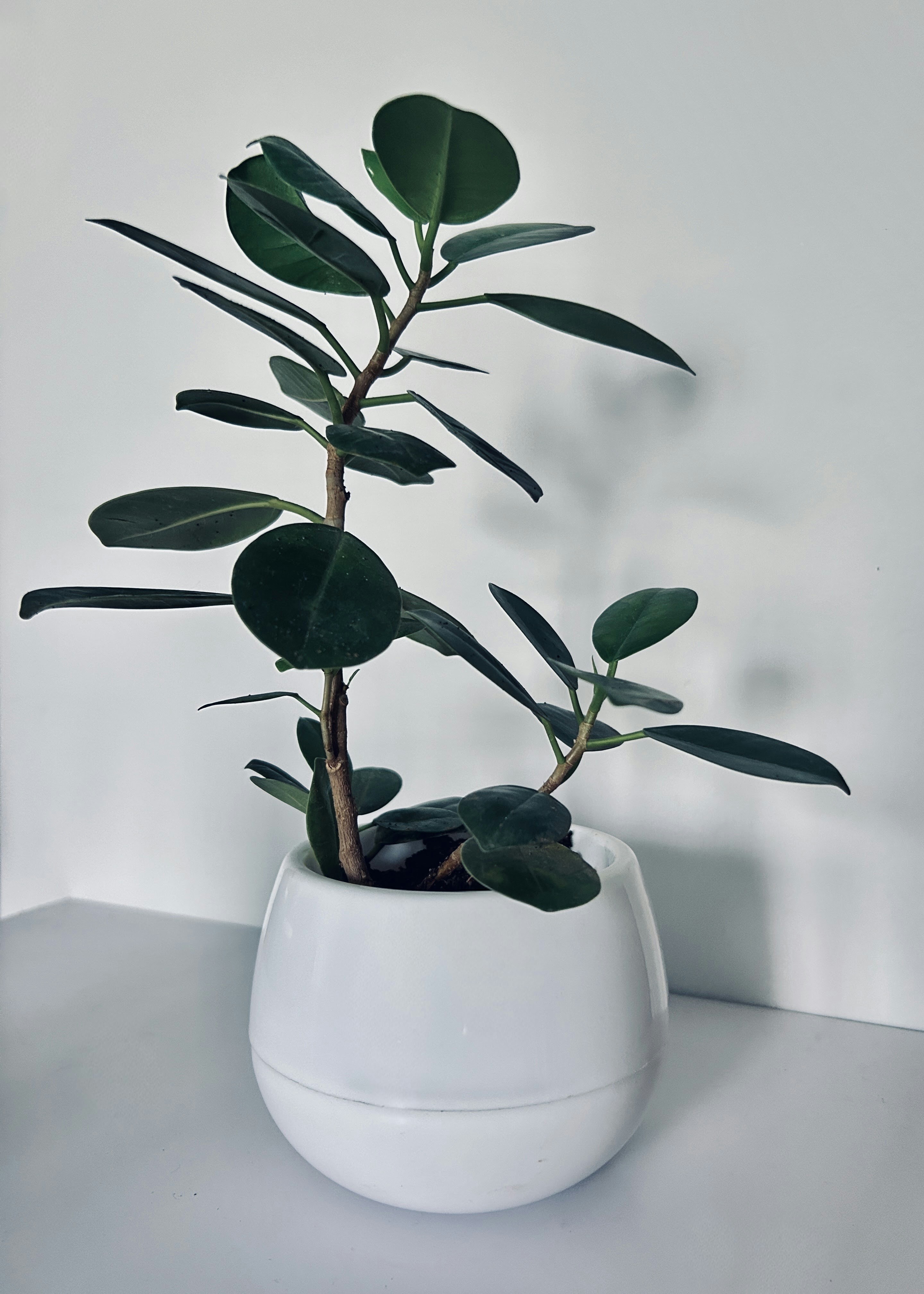 ZZ plant in a white ceramic pot sits on a white surface against a pale backdrop. The minimalist composition highlights rounded leaves and soft, even lighting.