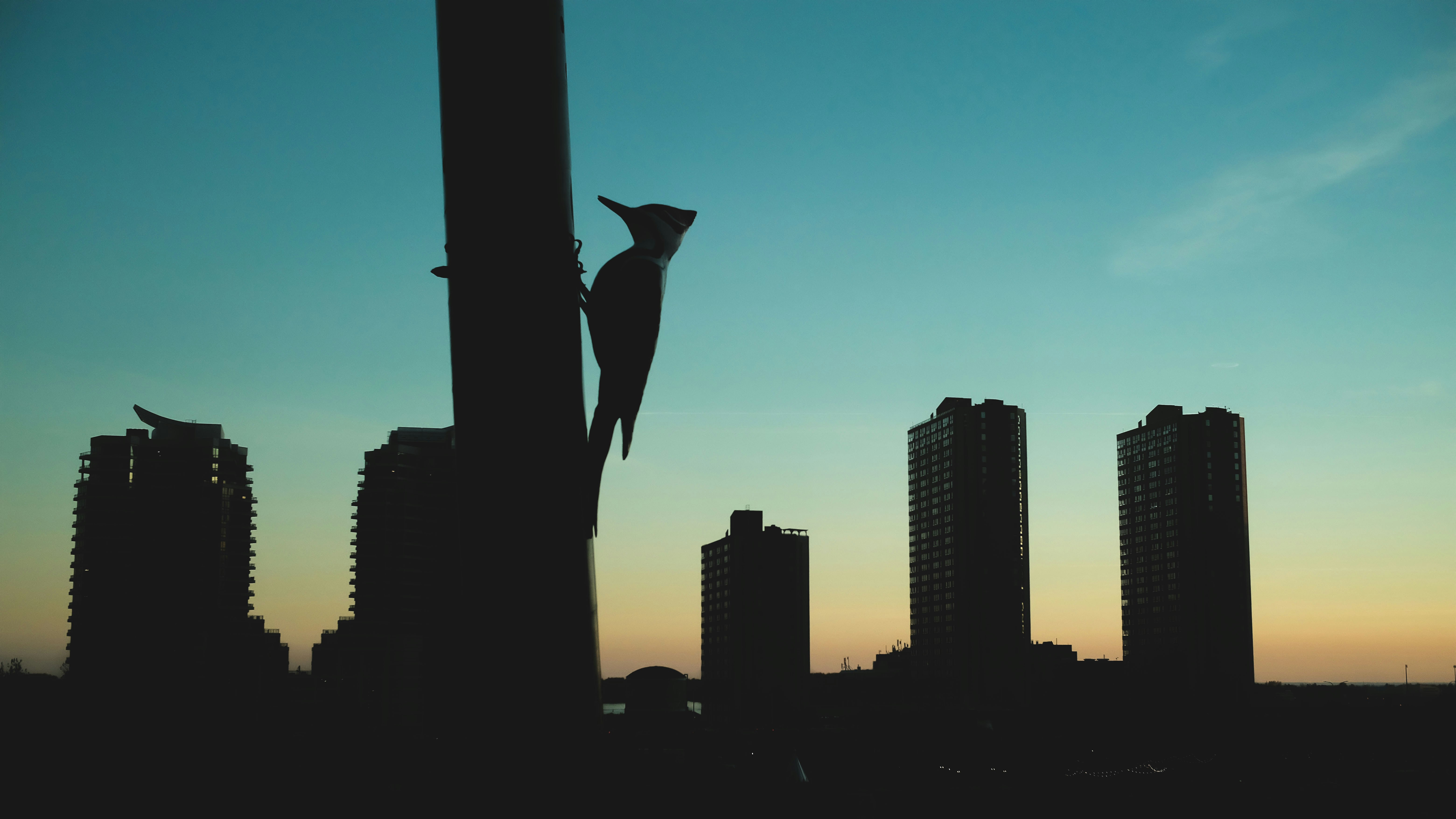 Dusk Sentinel Over the Concrete Horizon