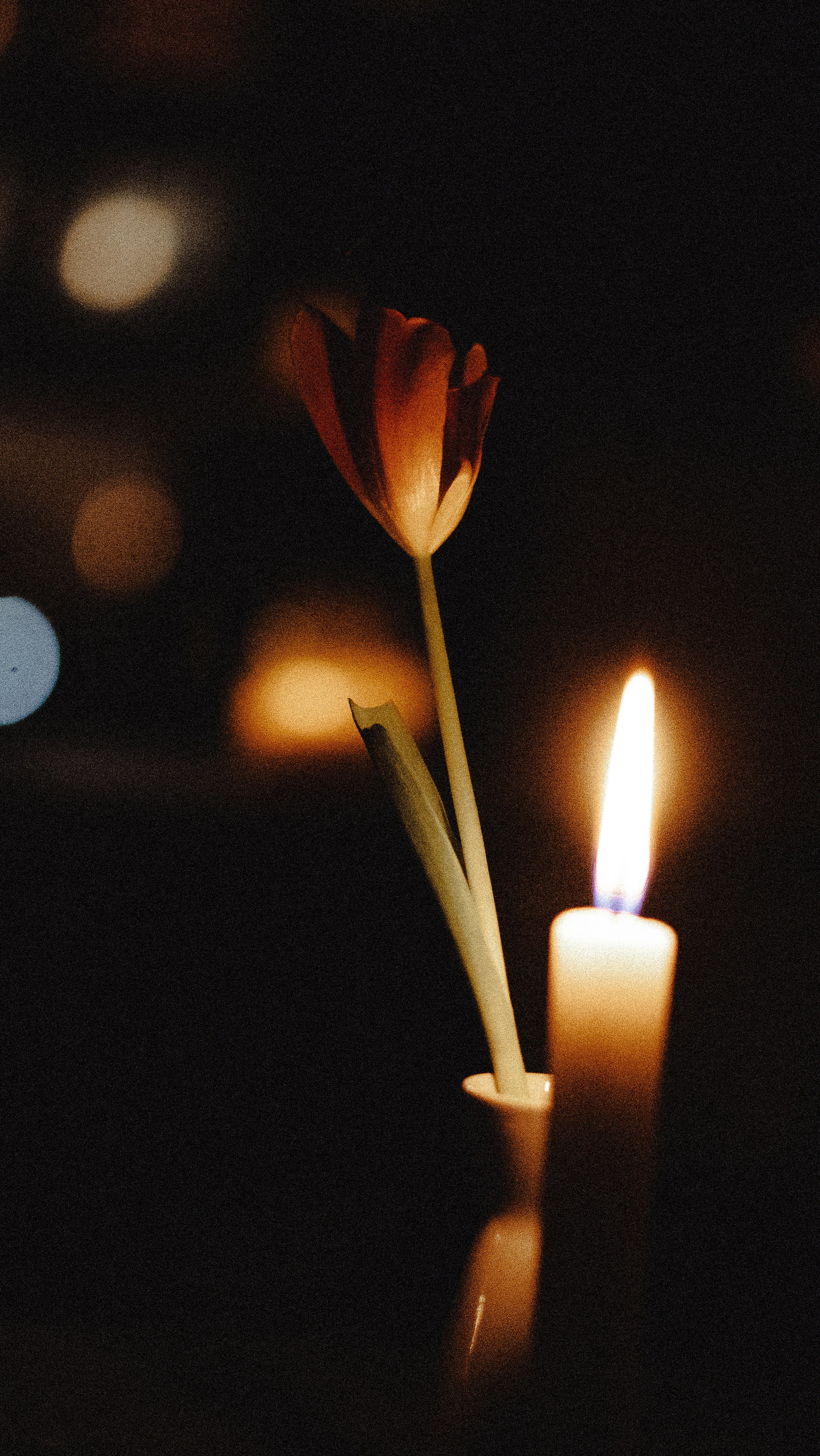 Flame and Tulip: Quiet Glow in a Dark Room