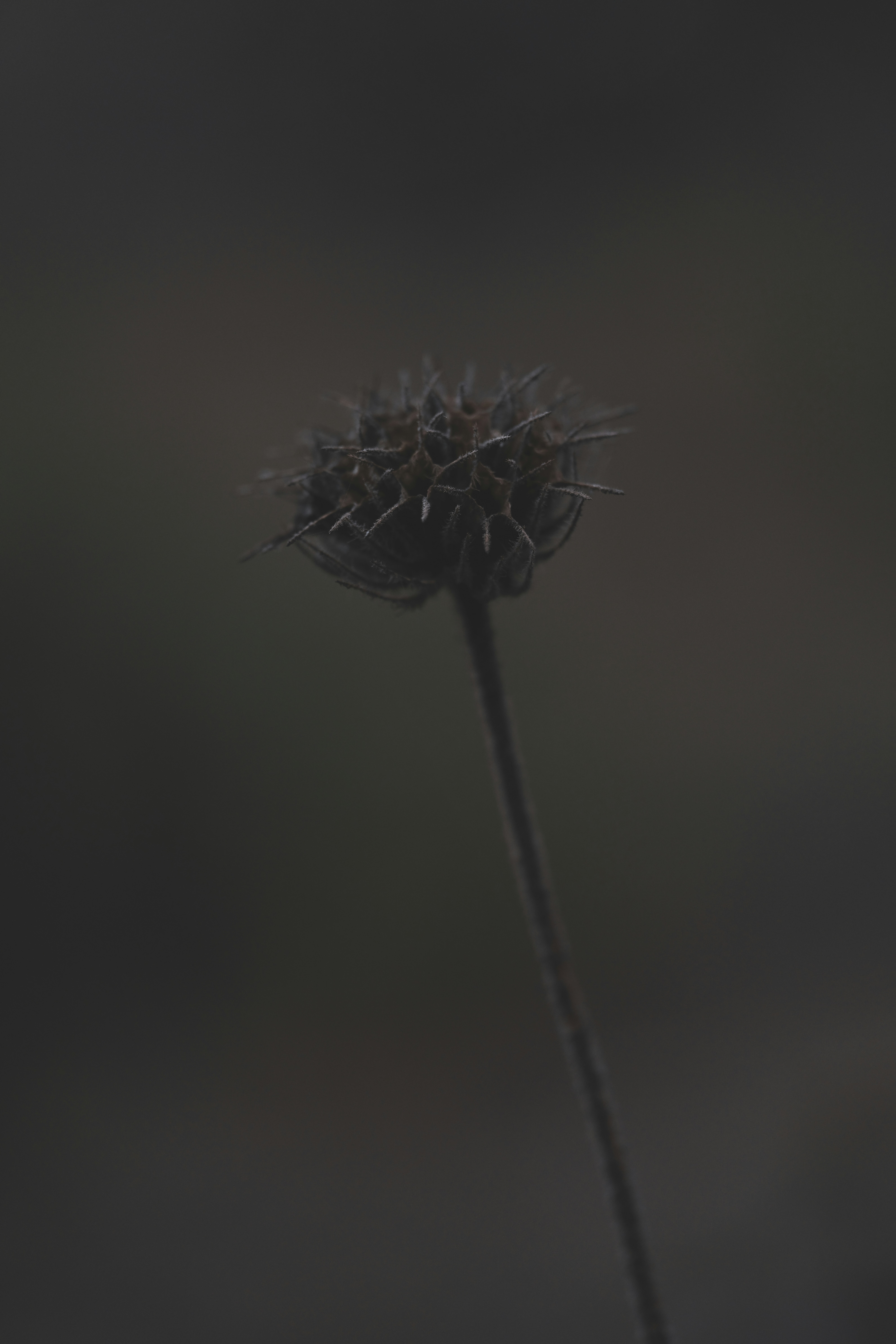 Desaturated Dandelion Crown: A Lone Seedhead in Quiet Dusk