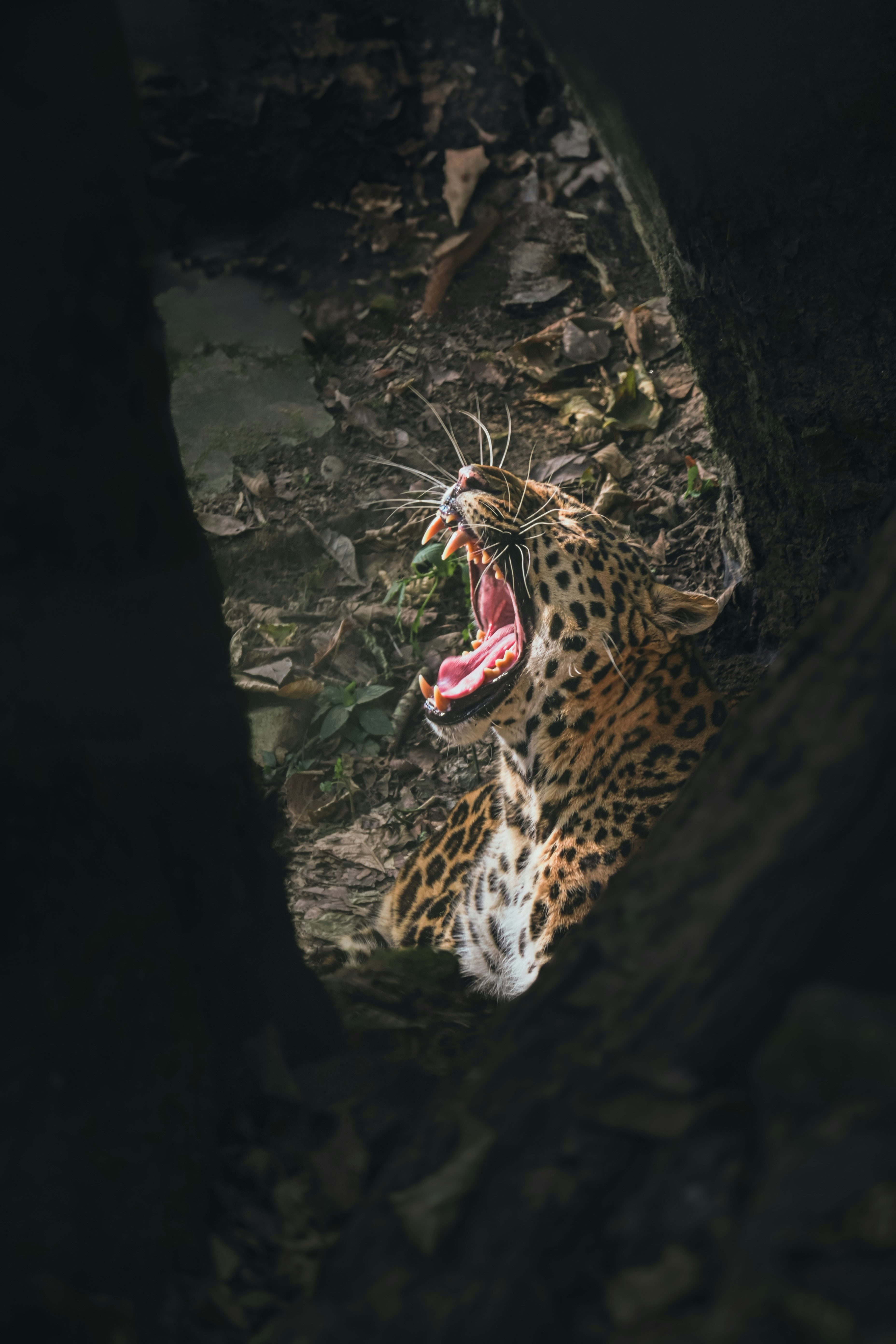 A leopard with it's mouth open and it's mouth wide open photo – Free Animal Image on Unsplash