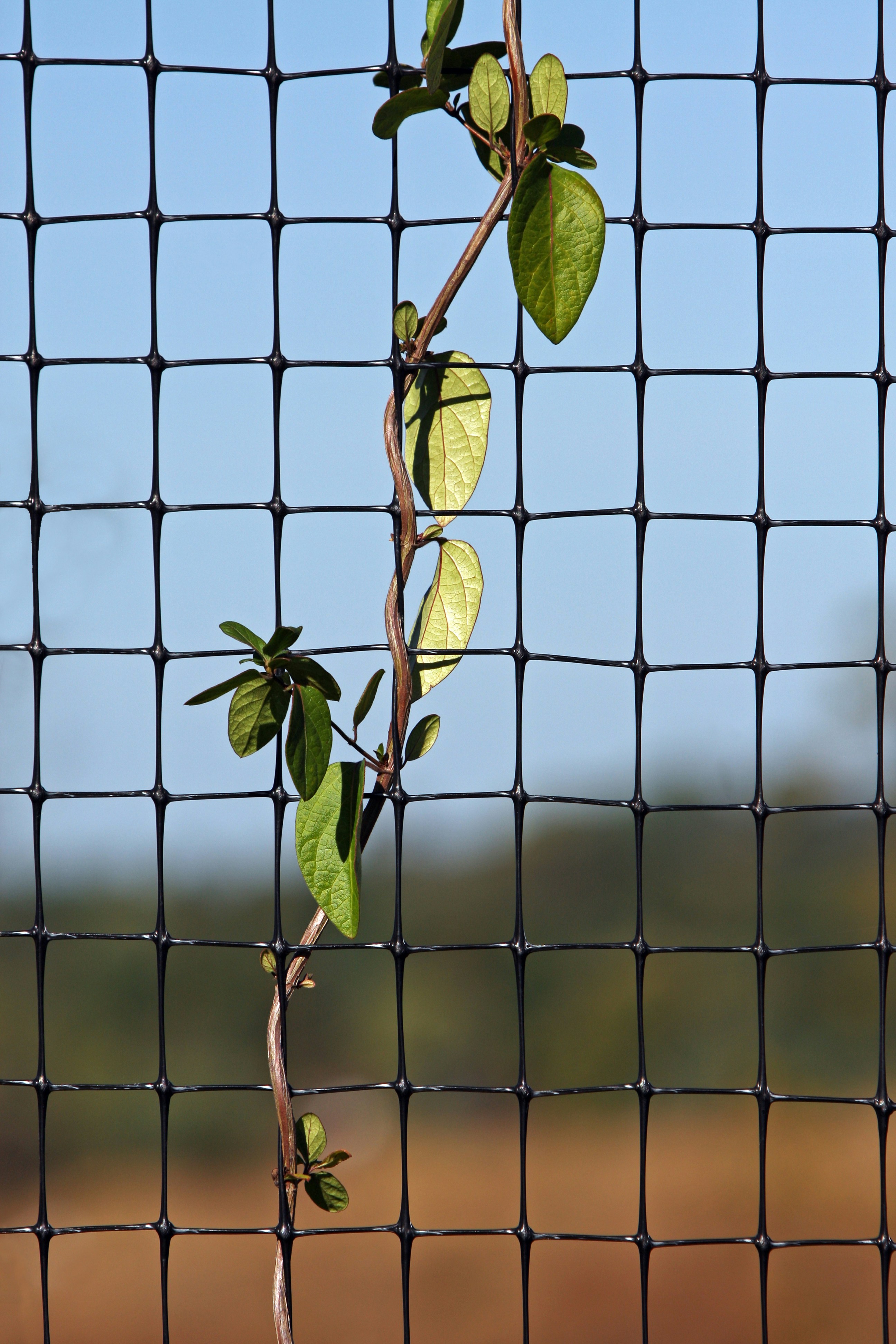 Vine Through the Mesh: A Delicate Climb Along a Fence under a Clear Sky
