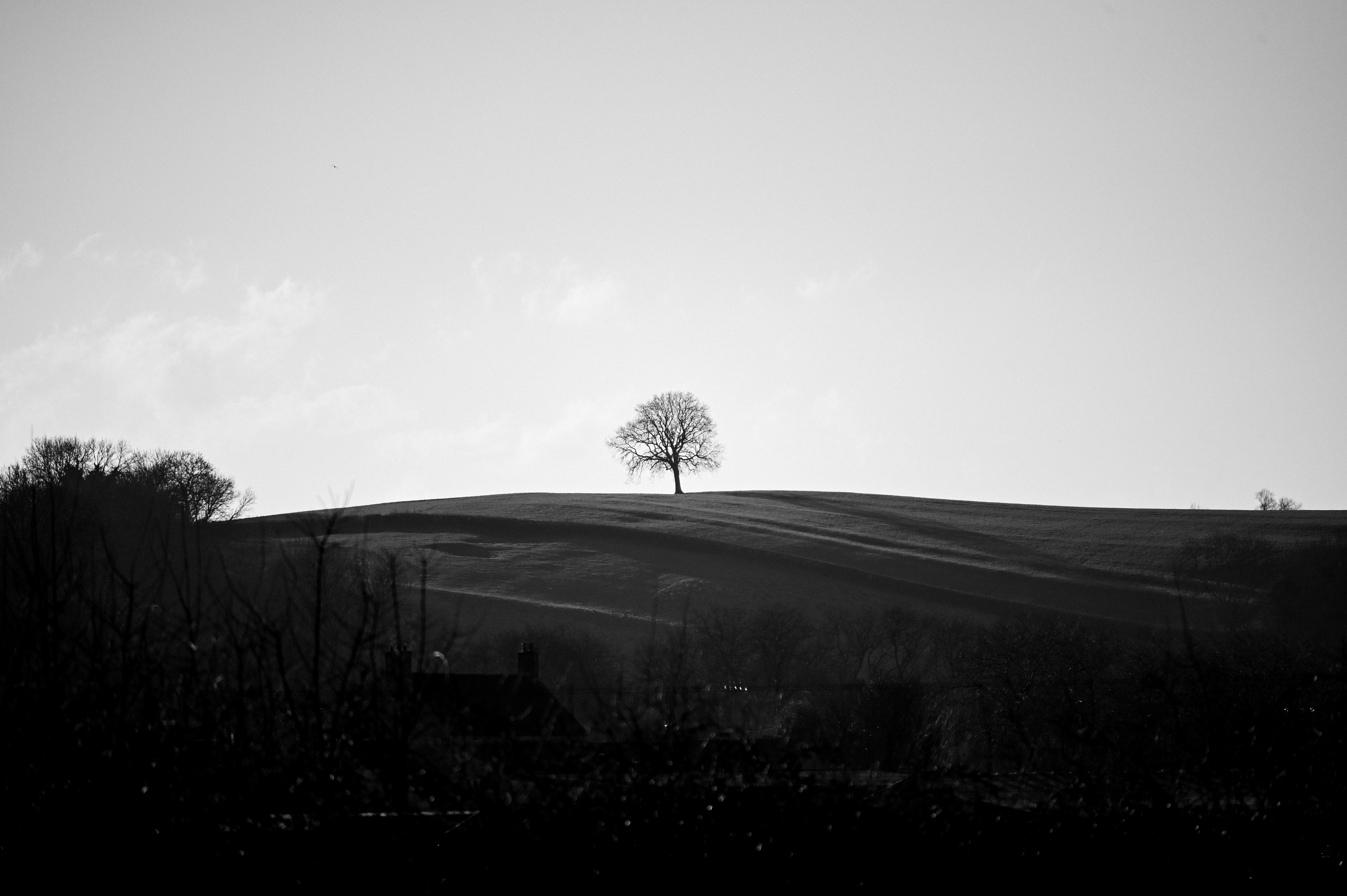 Silhouetted tree stands alone on a gently undulating hill under a bright sky.