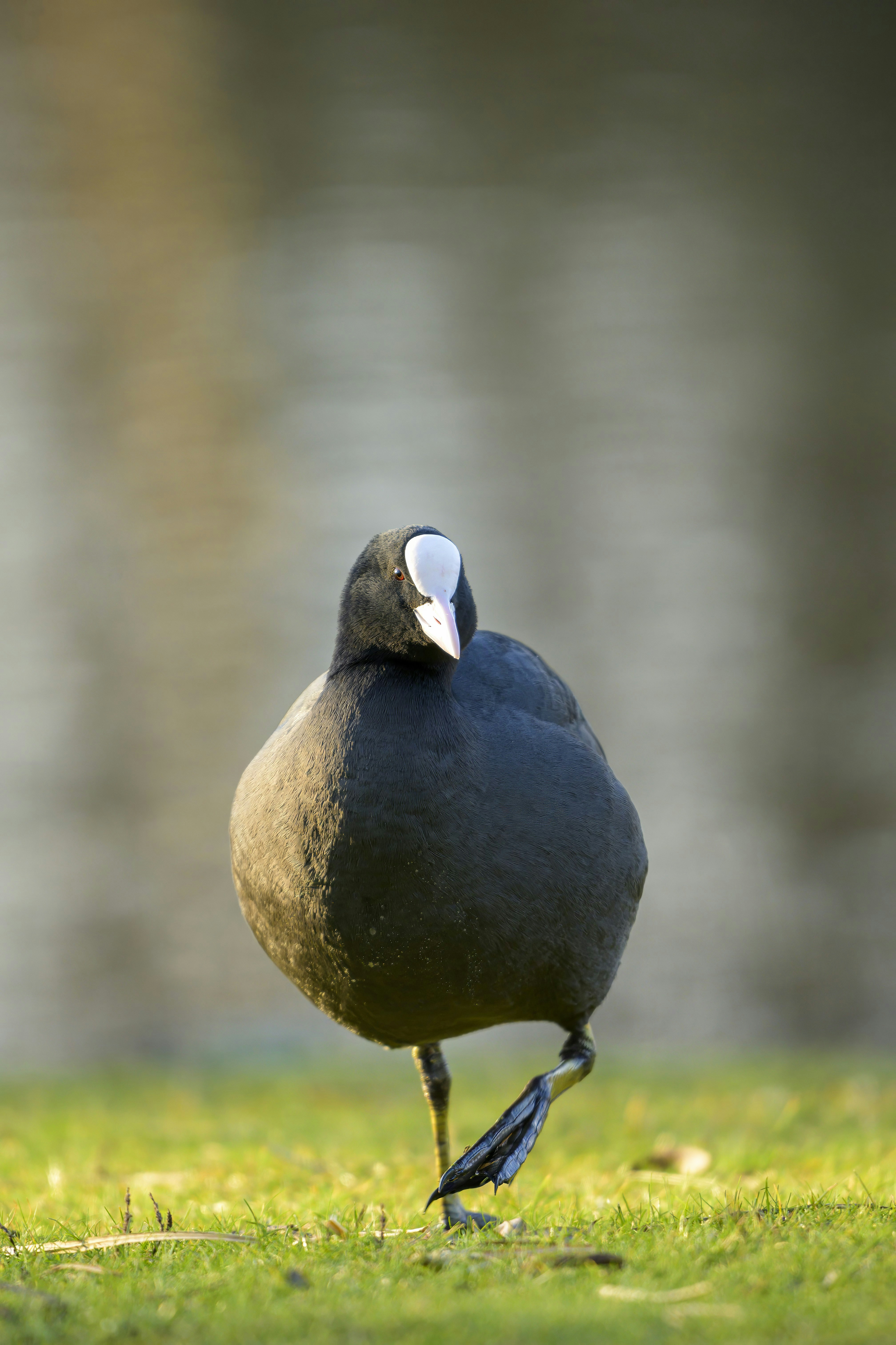 One-Leg Balance by the Water: American Coot on Sunlit Shore