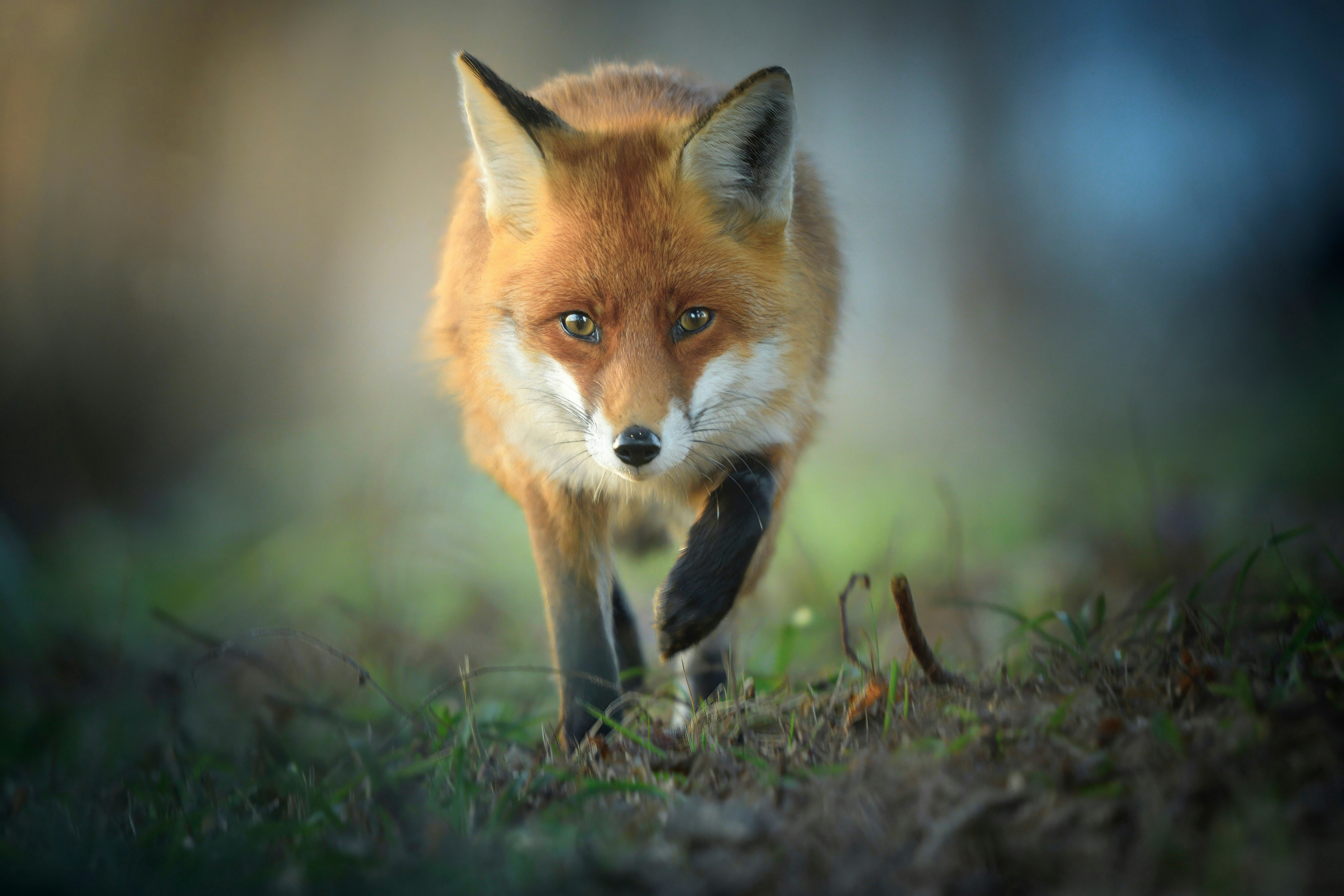Fox in mid-stride with sharp details amid a soft, blurred background of greens and browns.