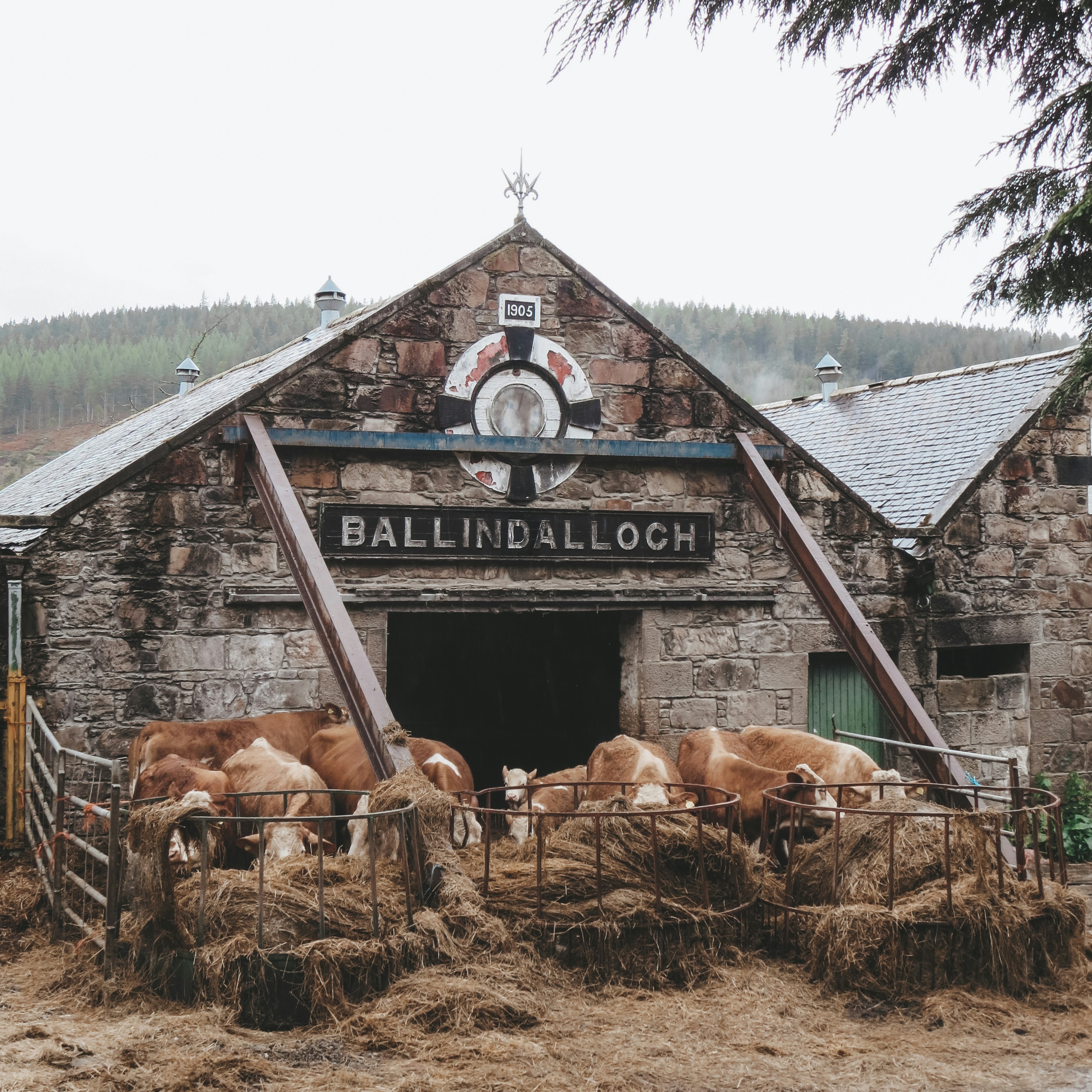 Cattle before Ballindalloch’s weathered stone barn