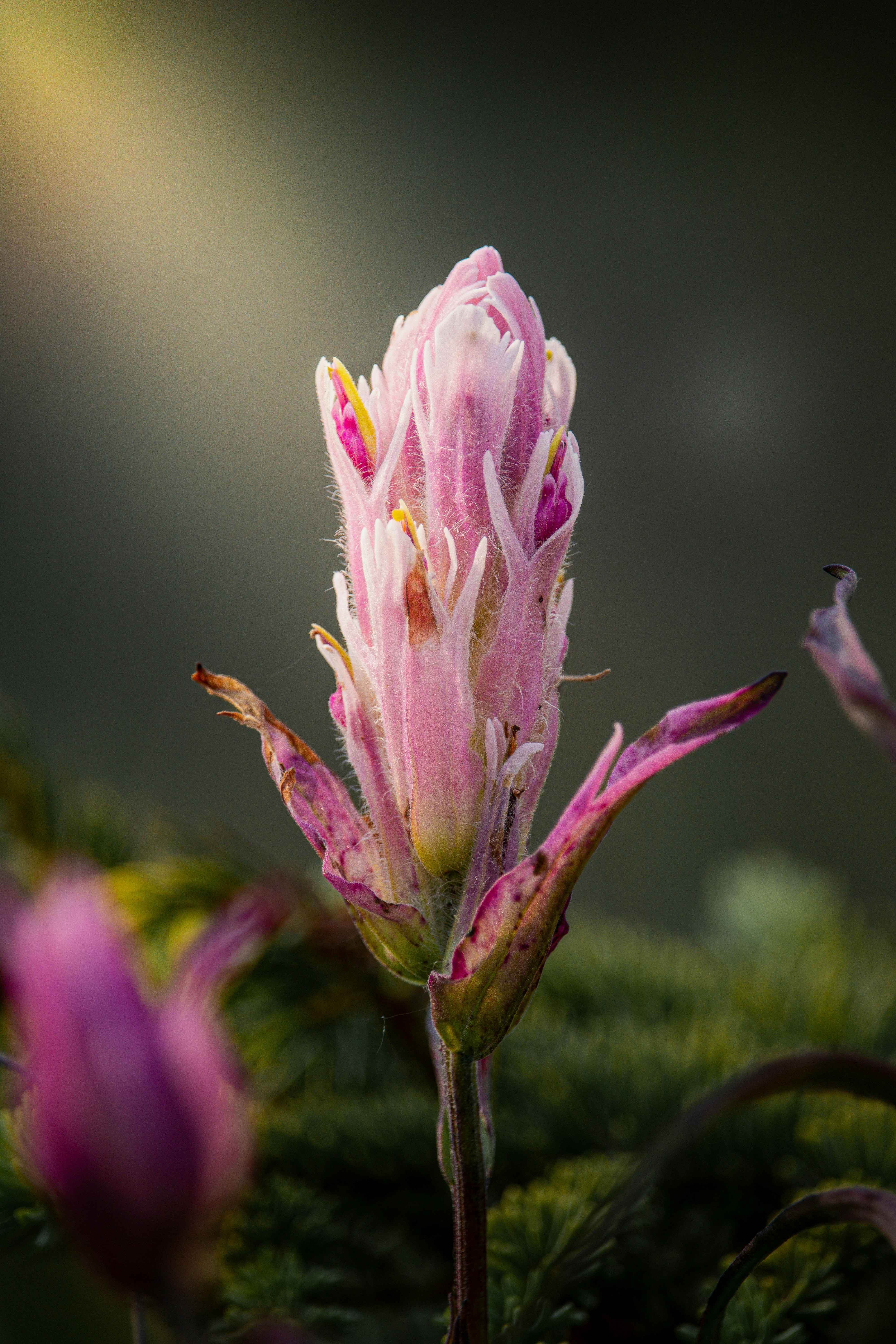 Velvet Pink Bud: Close-Up of a Delicate Garden Bloom