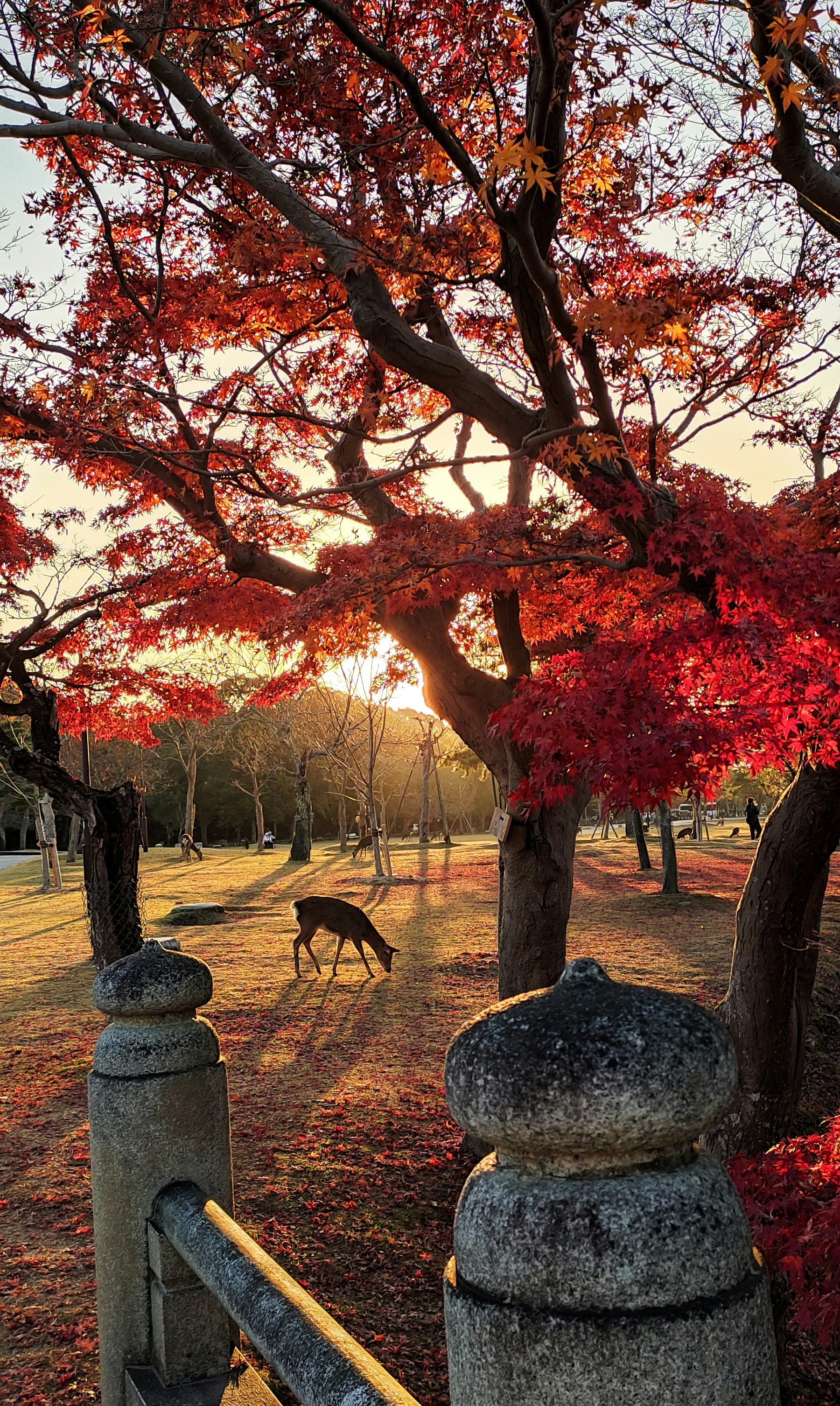 Sun-dappled autumn park scene with a deer grazing near a stone railing, framed by a vivid red maple canopy as the sun sets. The composition emphasizes backlit leaves and warm color tones.