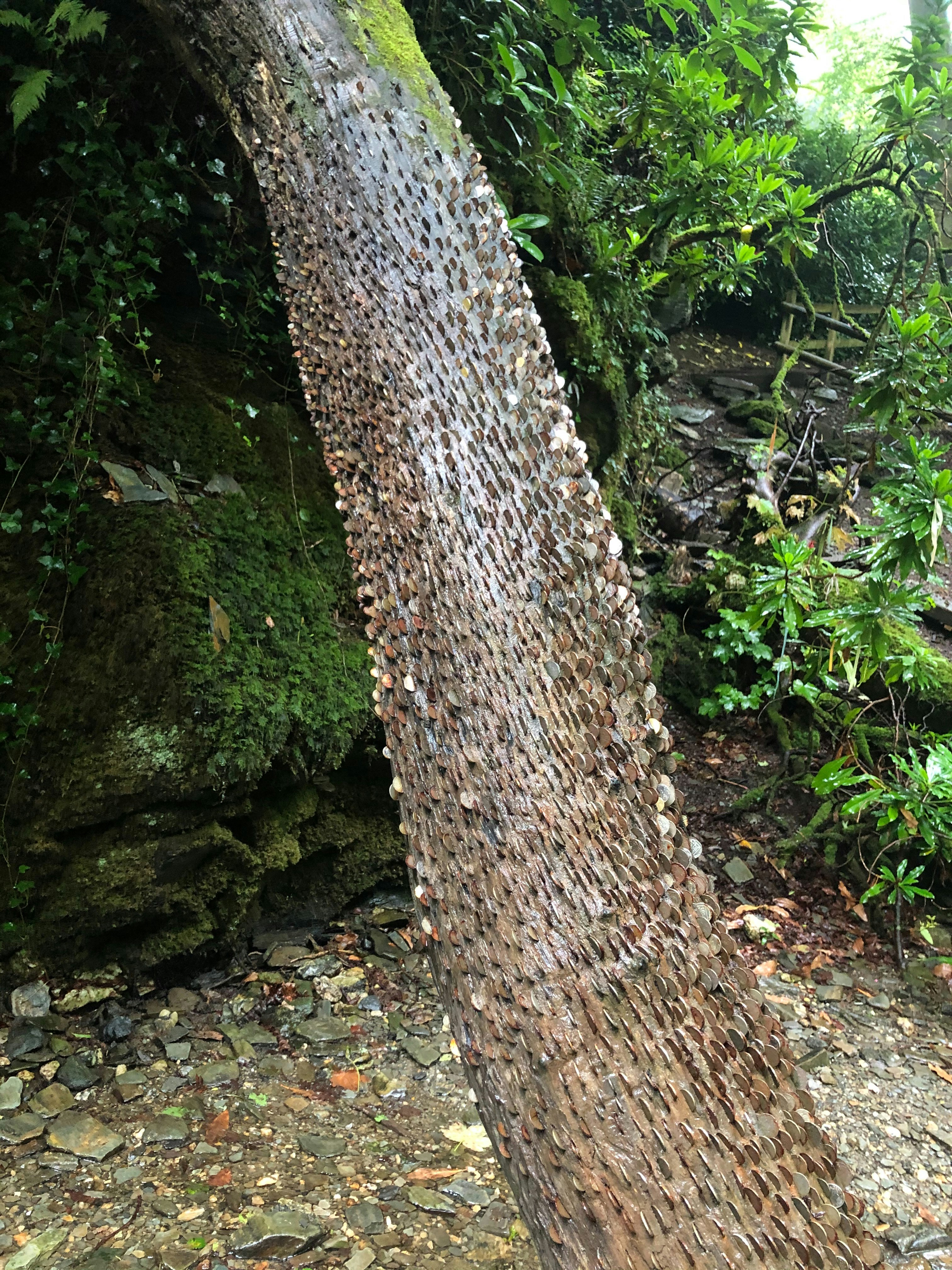 Nature's Coin-Studded Trunk