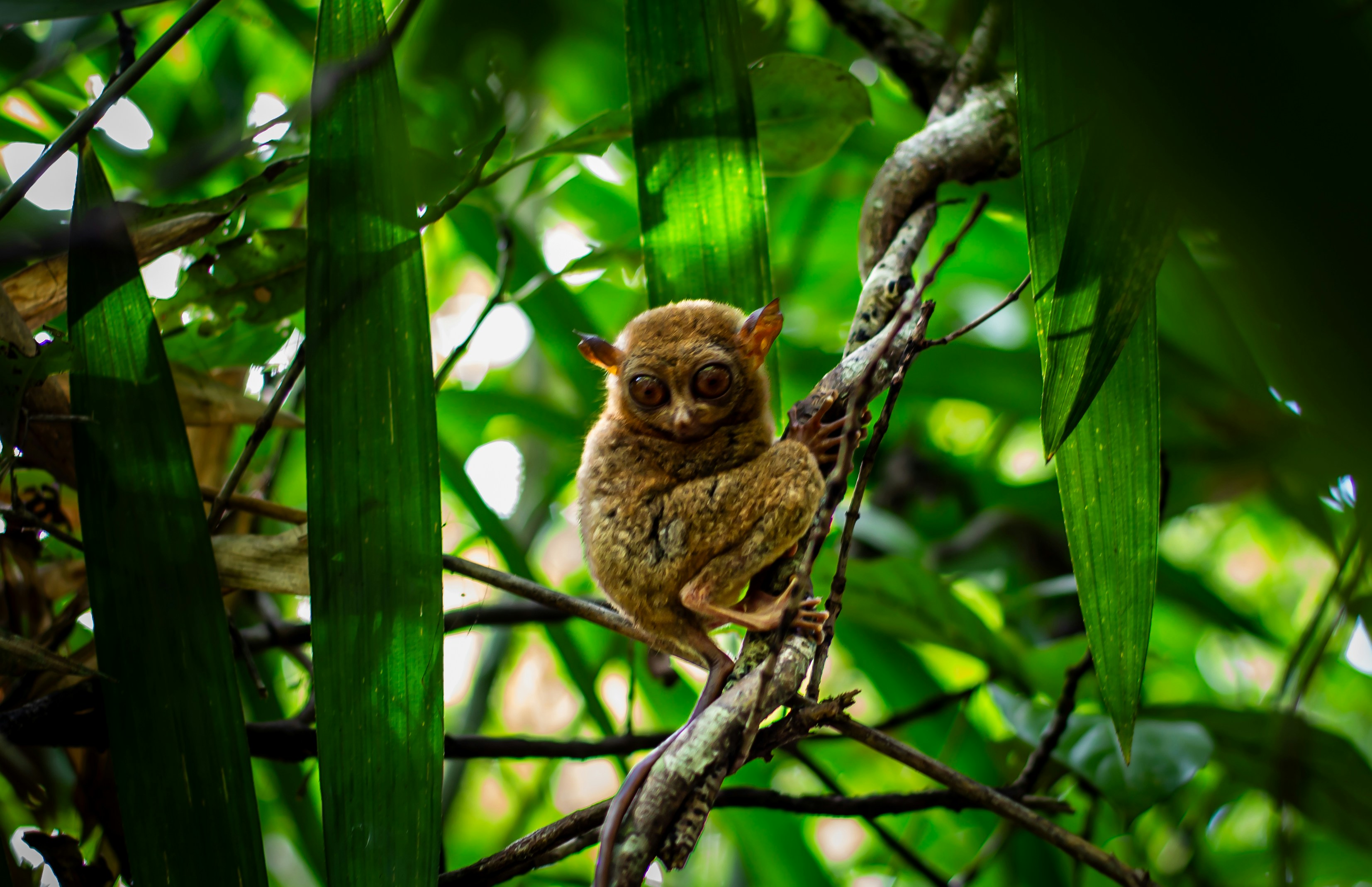 Tarsier perched on a slender branch surrounded by vibrant green foliage with sunlight filtering through leaves.