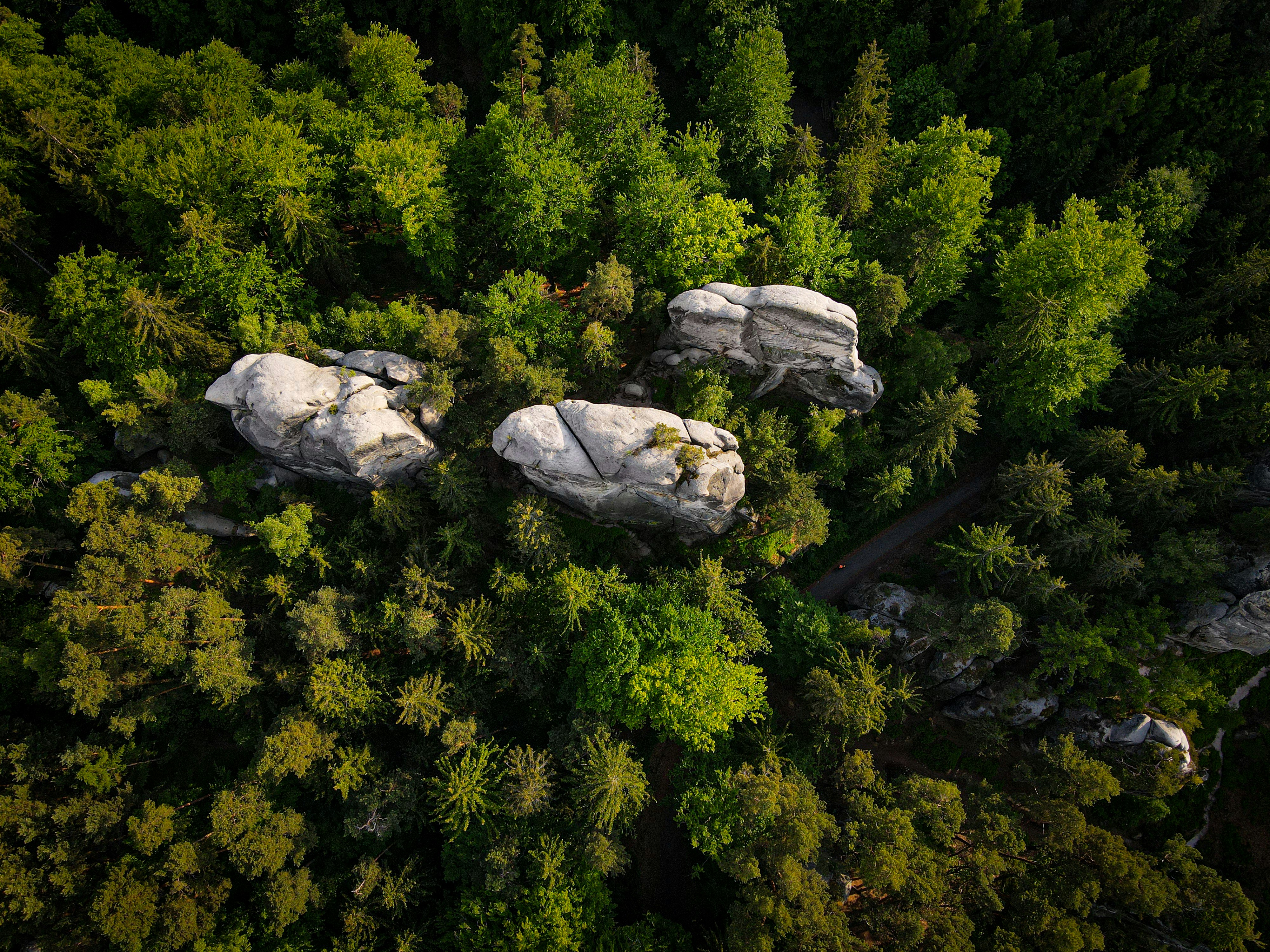 Emerald Canopy Over Ancient Stone Guardians
