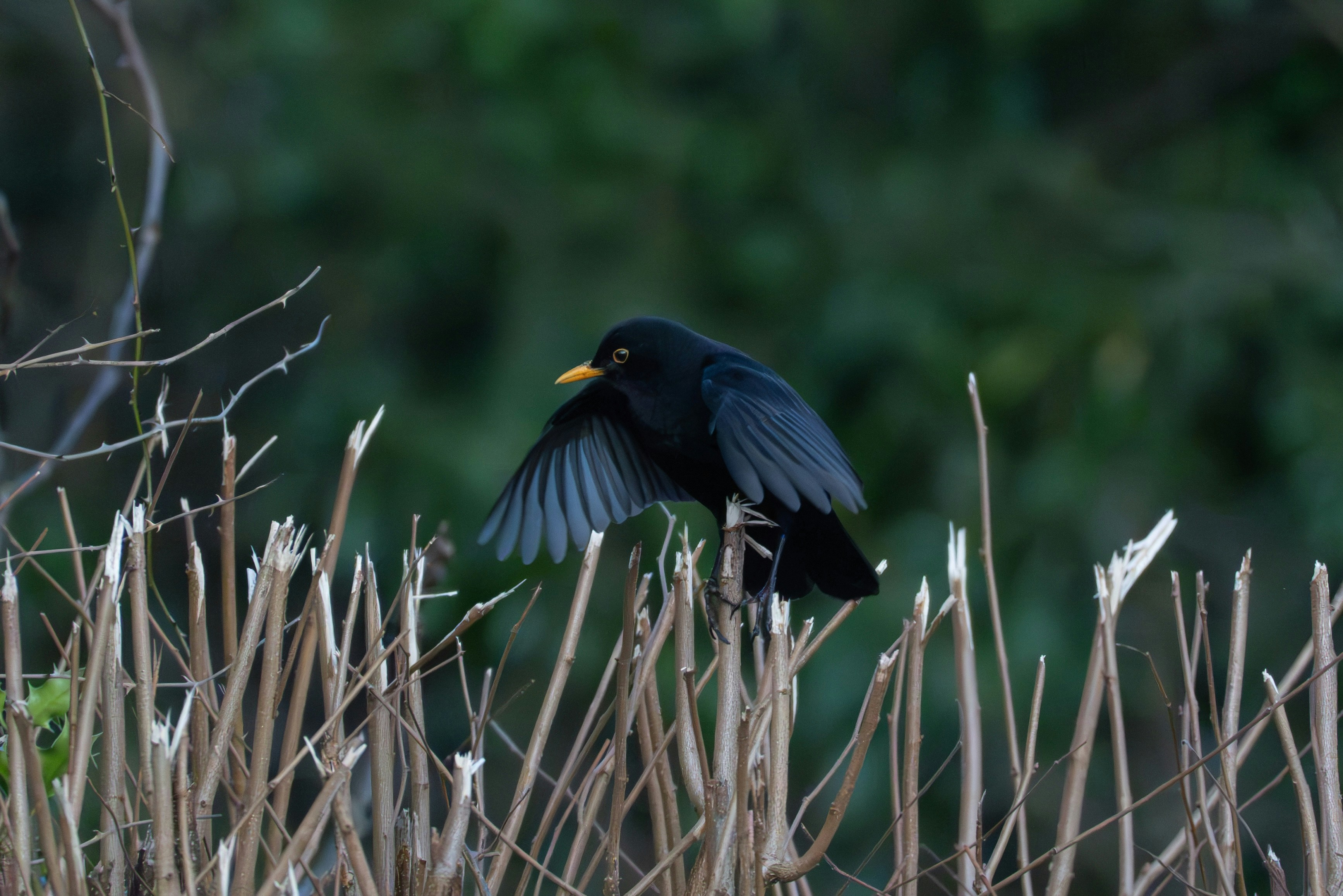 Blackbird with partially spread wings perched on bare branches against a blurred green background.