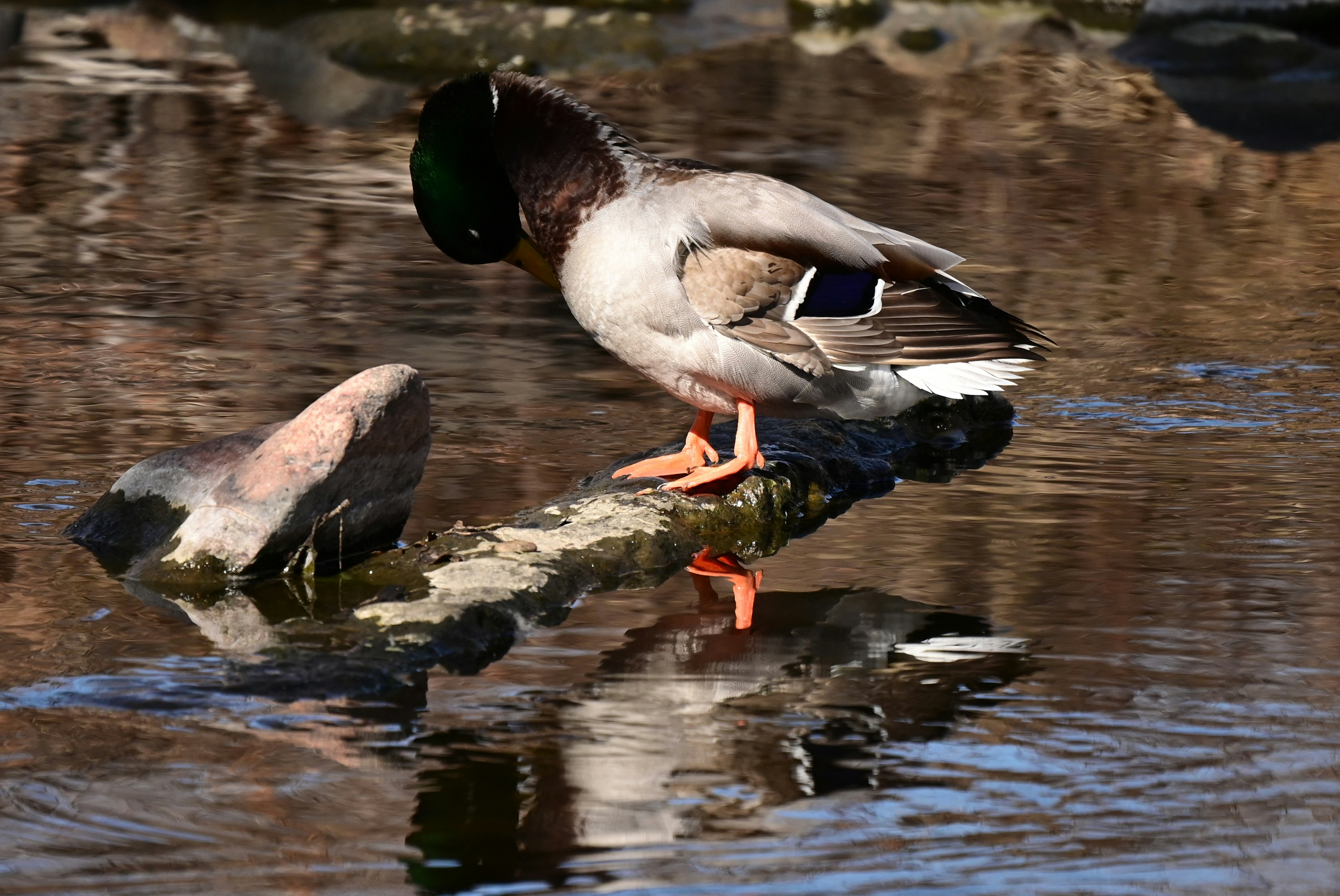 Sundown Mallard on a Log: Mirror of Water and Light
