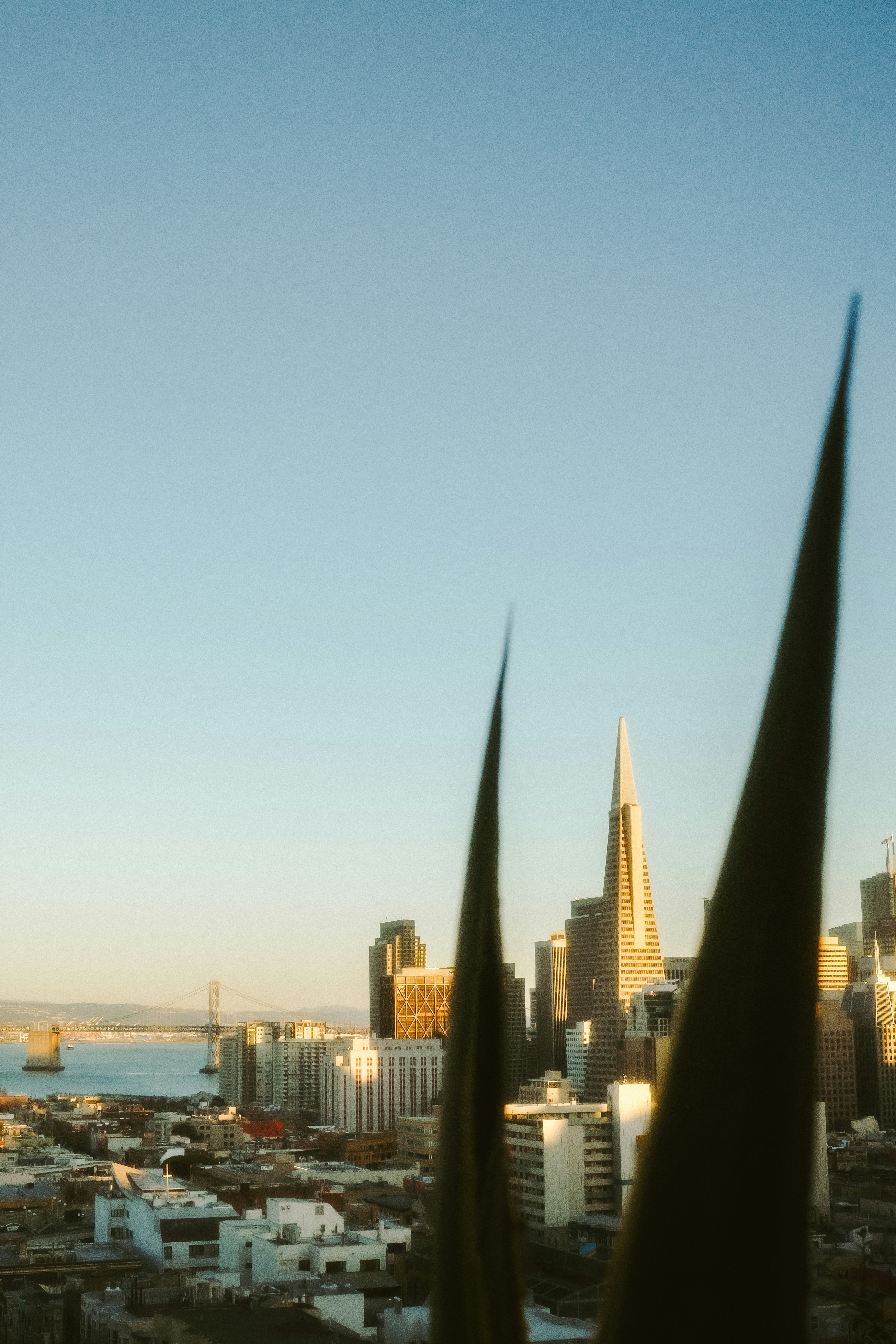 Sunlit Skyline Framed by Sharp Foliage
