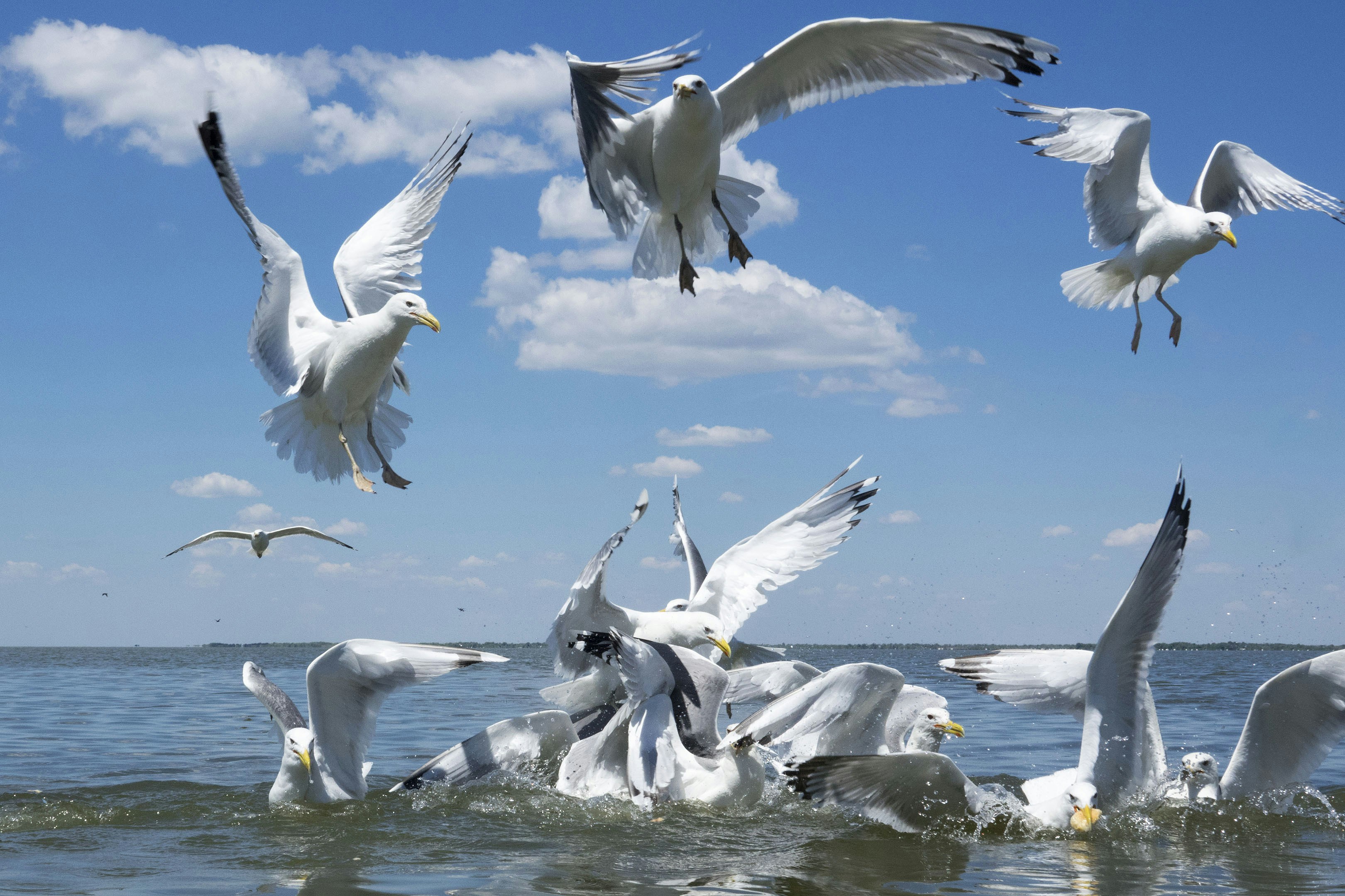 A flock of birds flying over a body of water photo – Free Animal Image ...