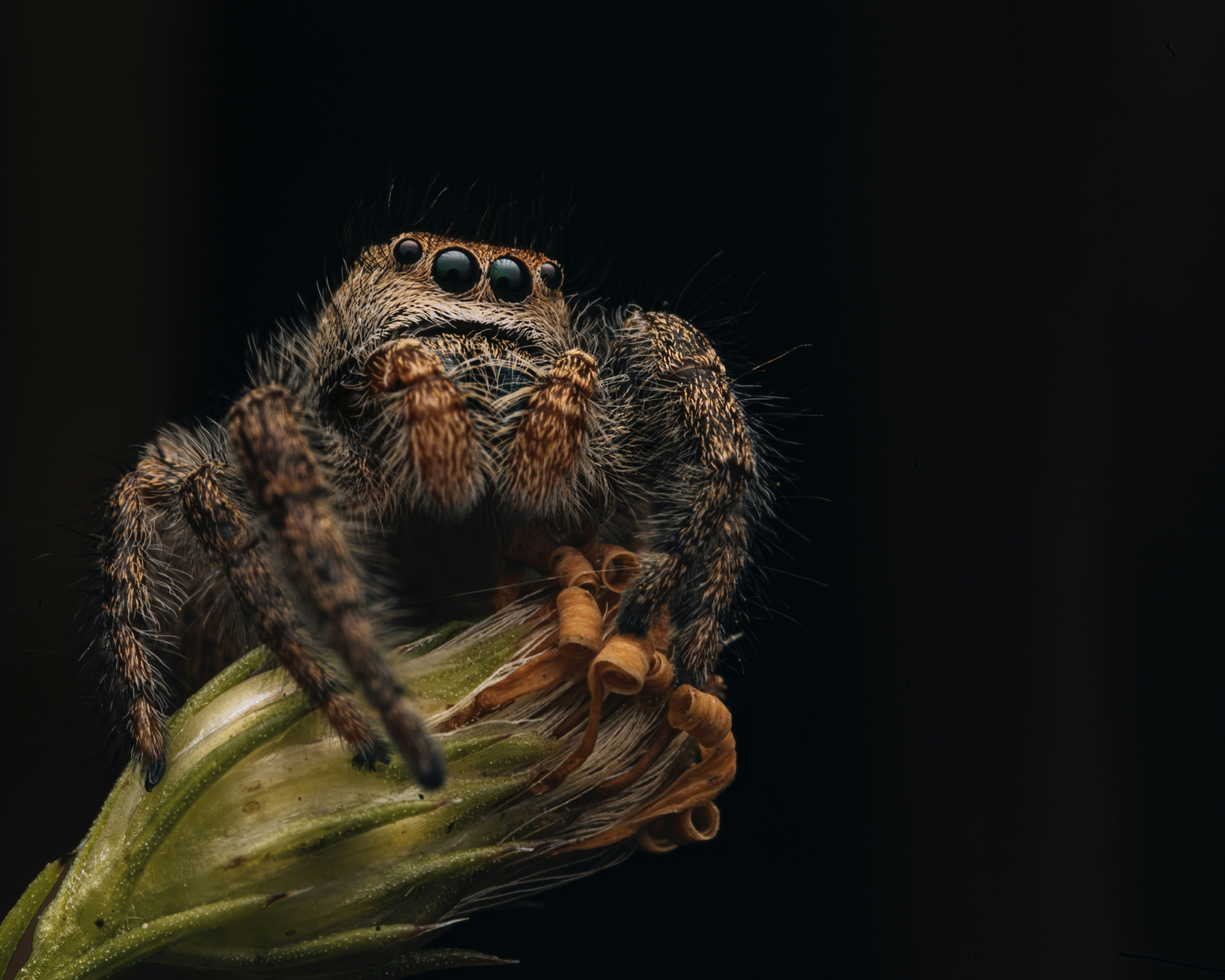 Jumping spider perched on a partially opened flower bud with a dark background.
