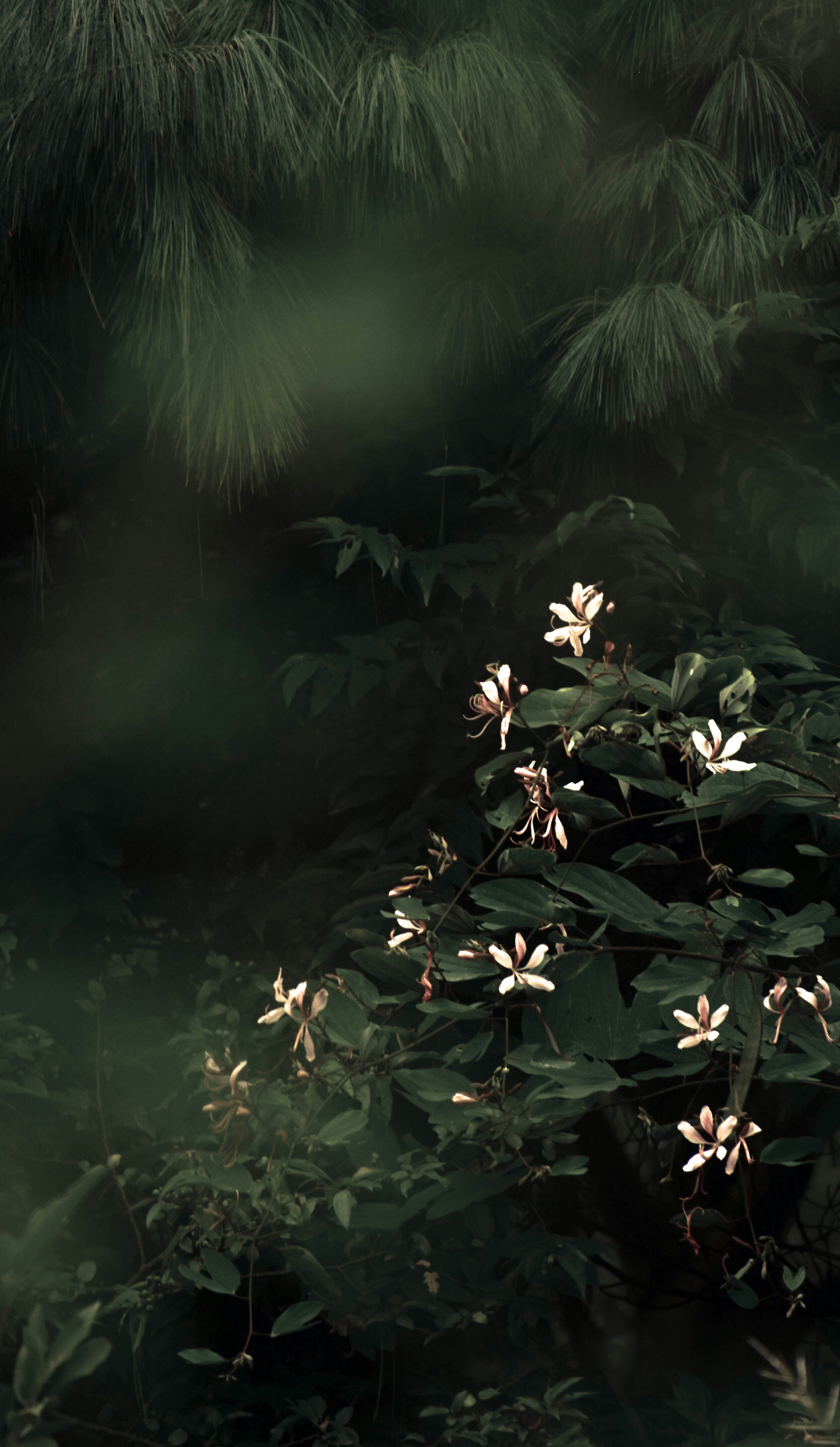Moonlit White Blooms in a Shadowed Green Understory