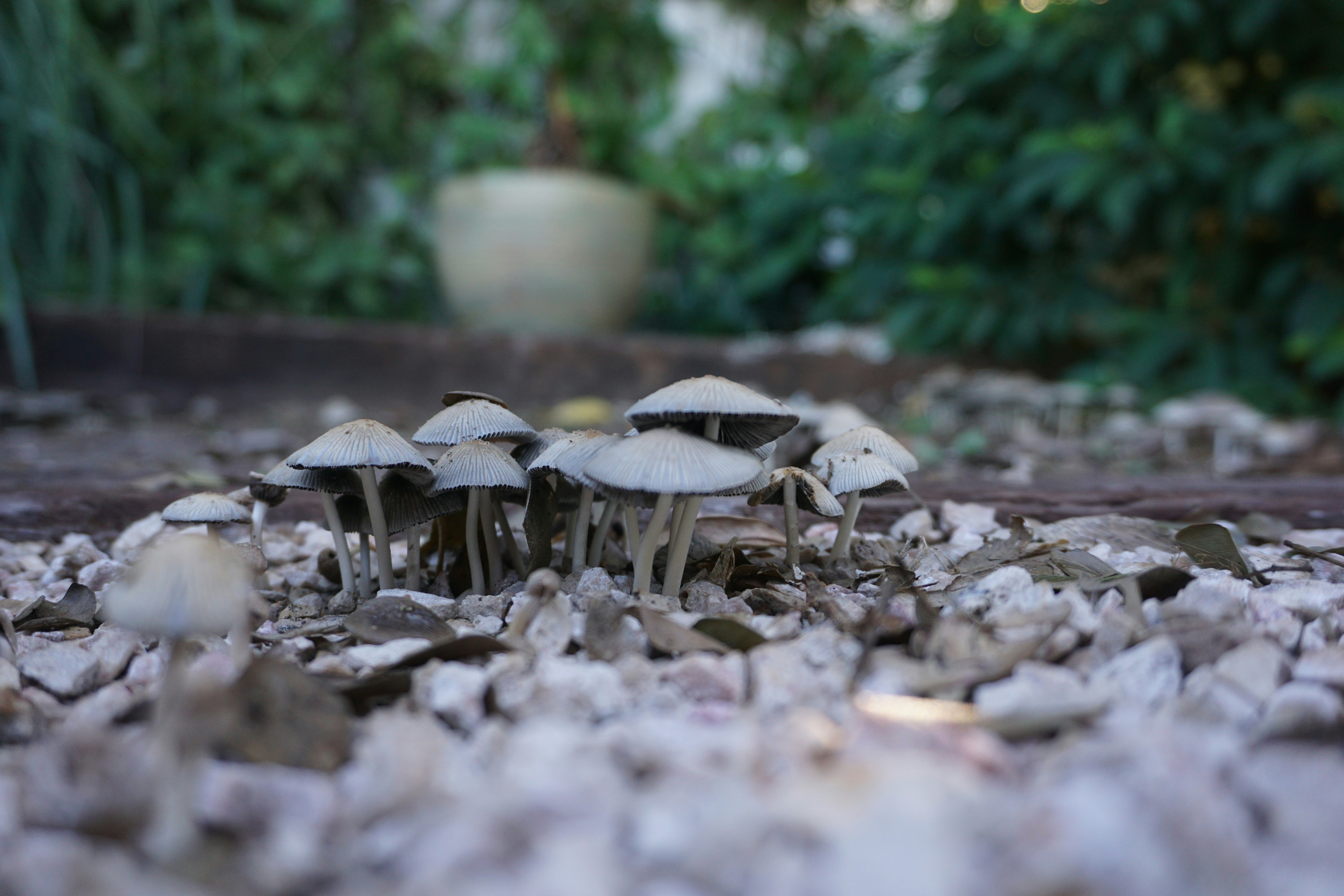 A group of mushrooms that are on the ground