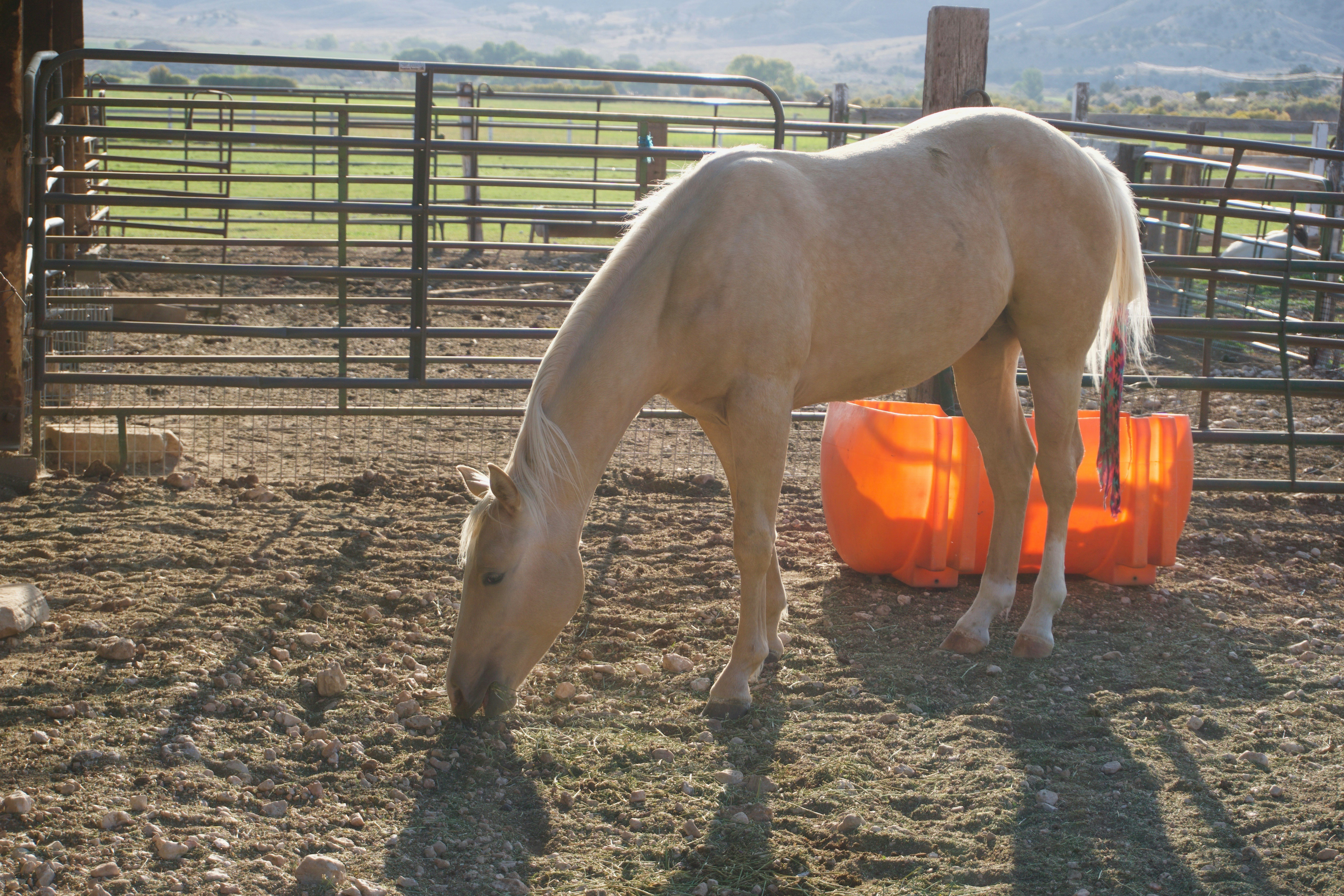 Horse at the Gate: A Quiet Grazing Moment in the Sun