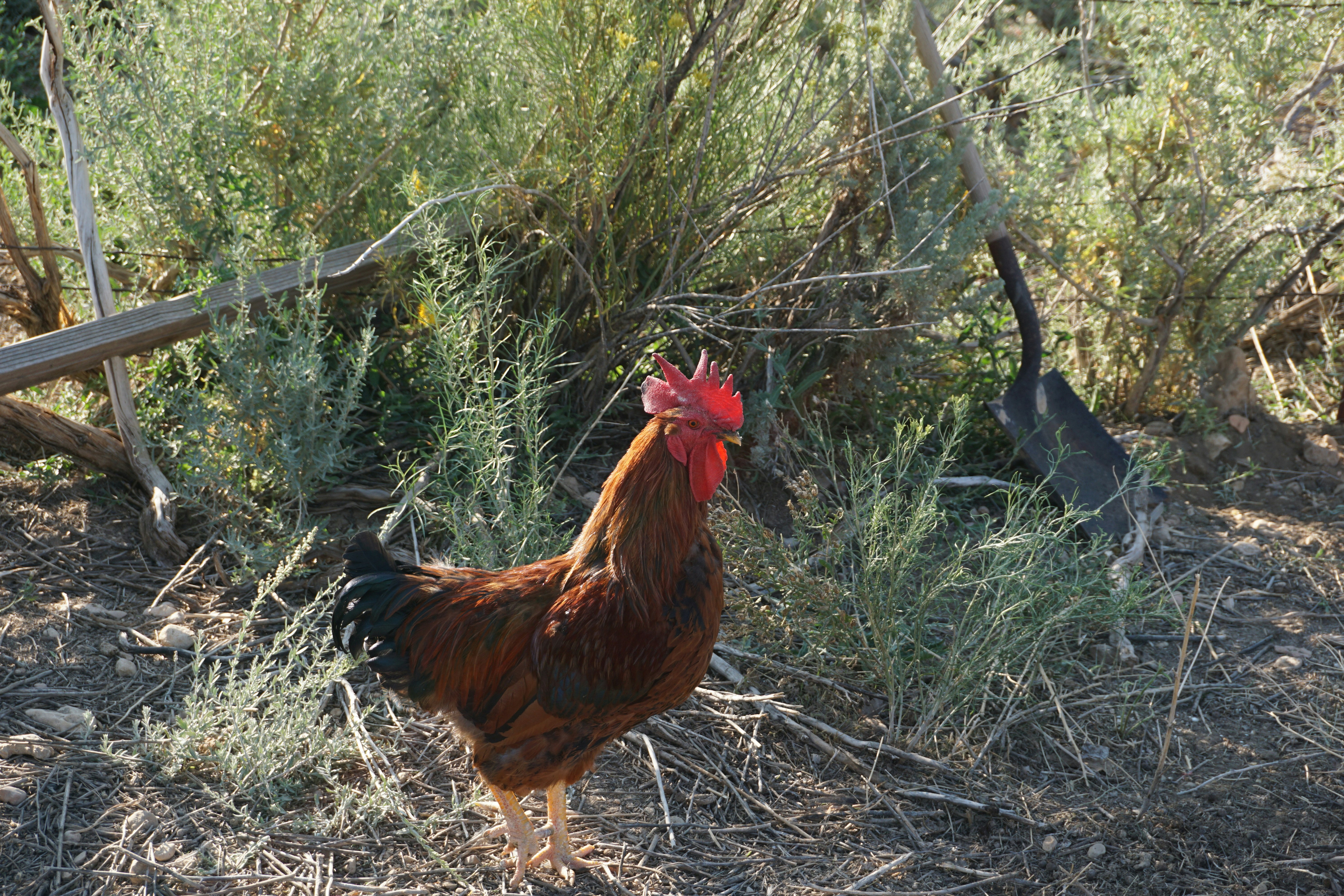 Rooster in a Sunlit Scrub: The Red-Crested Focal Point