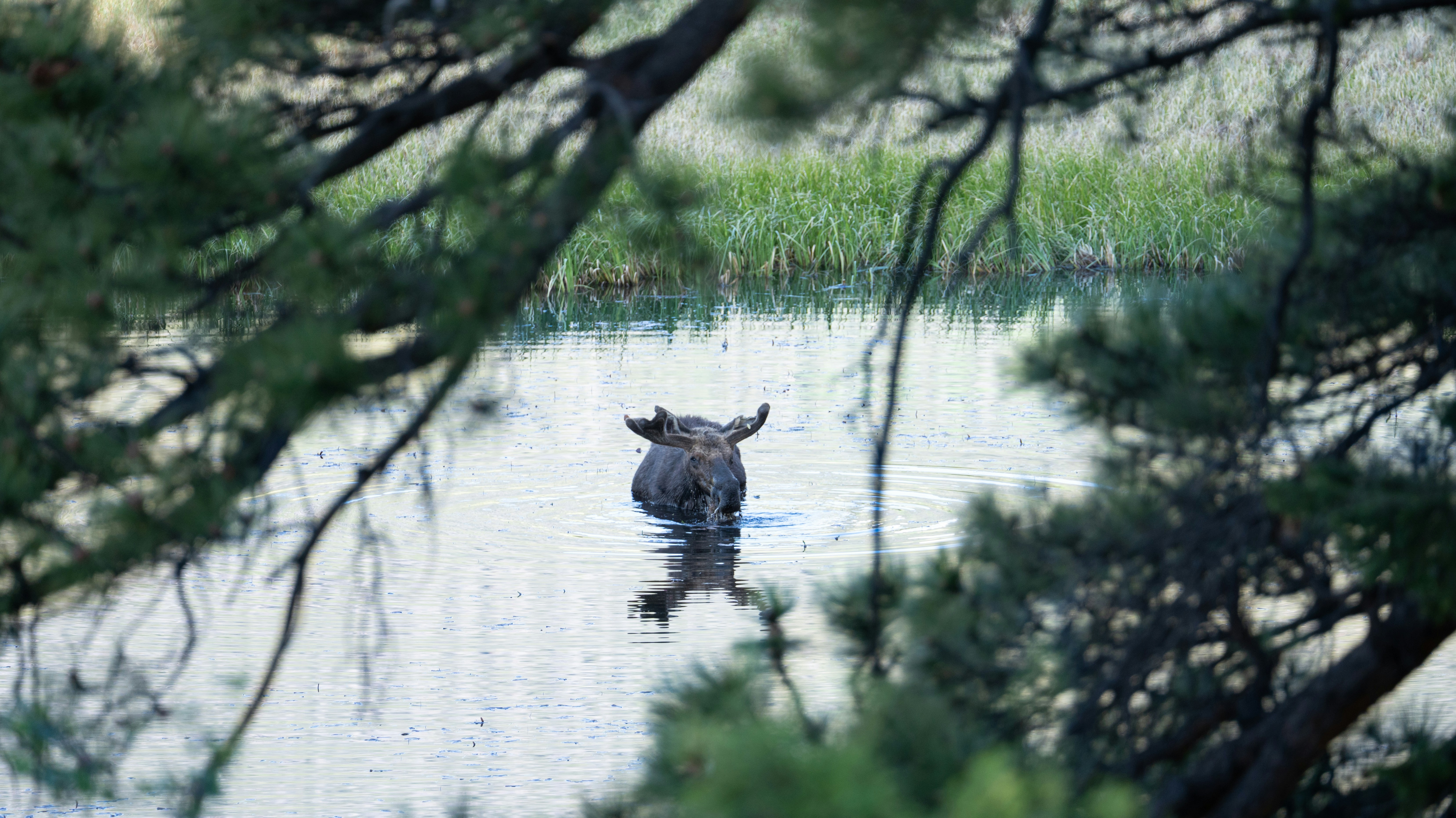Moose in Woodland Reflection