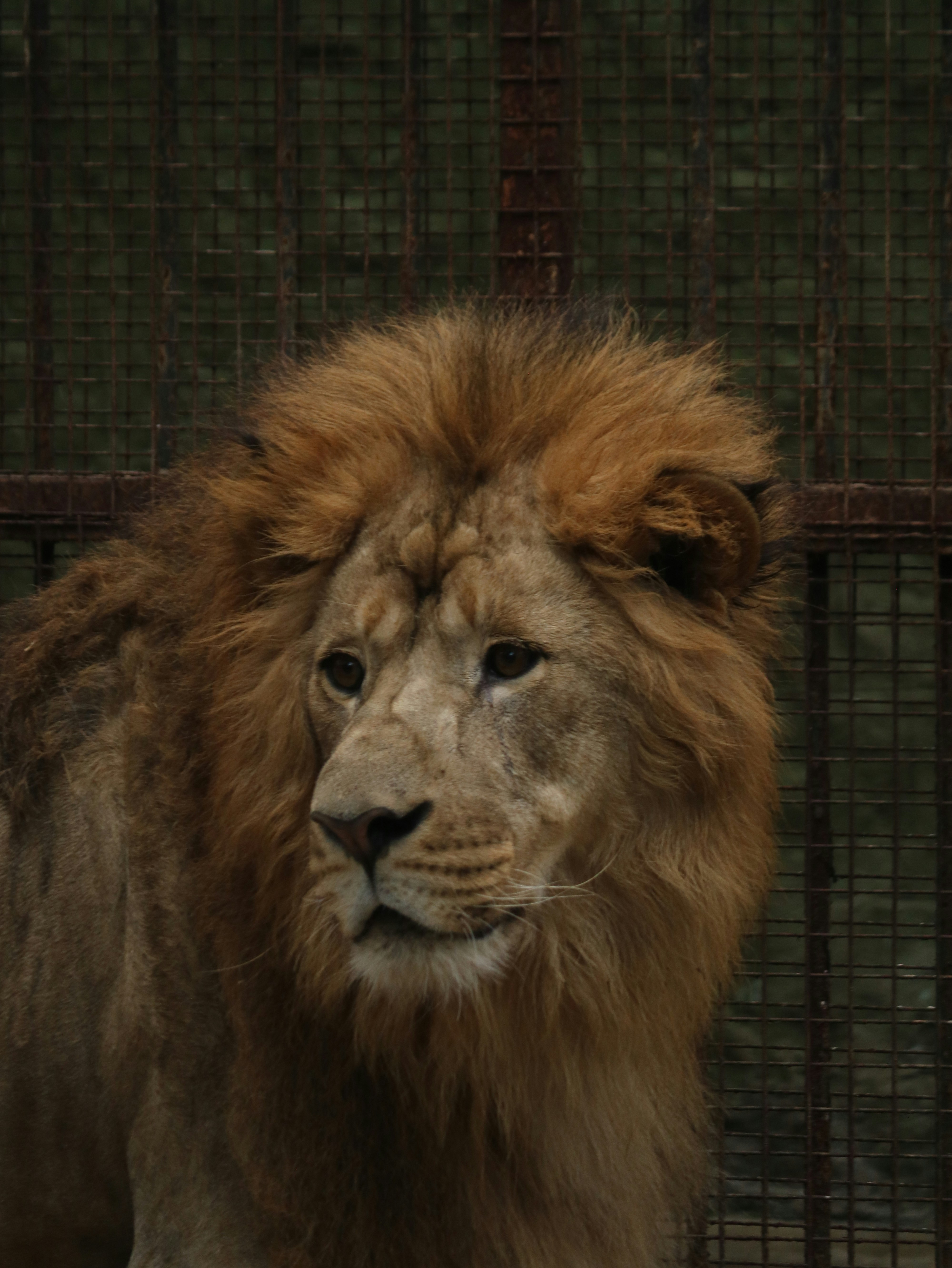 Rust-Grid Gaze: The Lion Behind Steel Enclosure