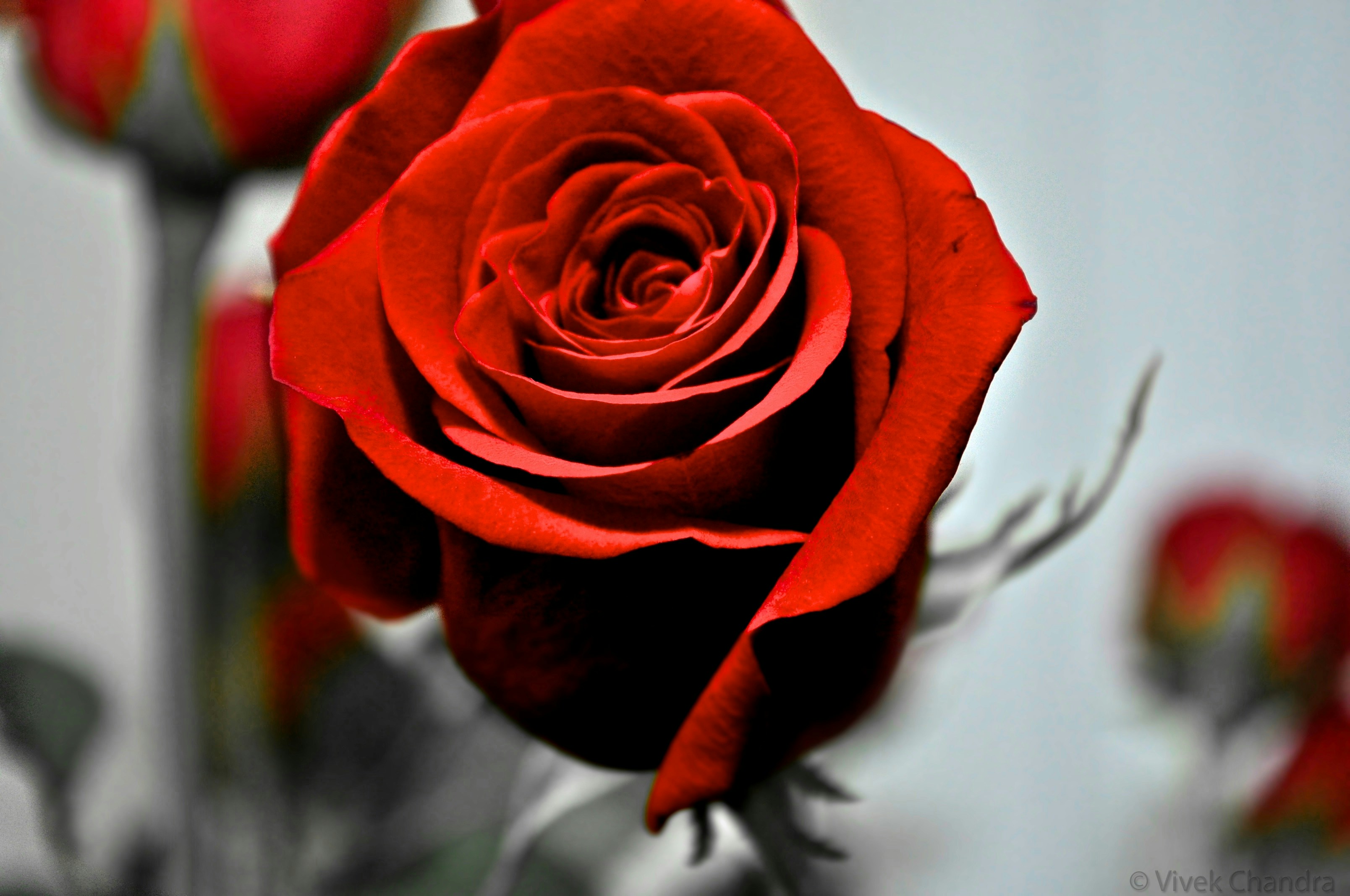 A close up of a single red rose photo – Free Rose Image on Unsplash