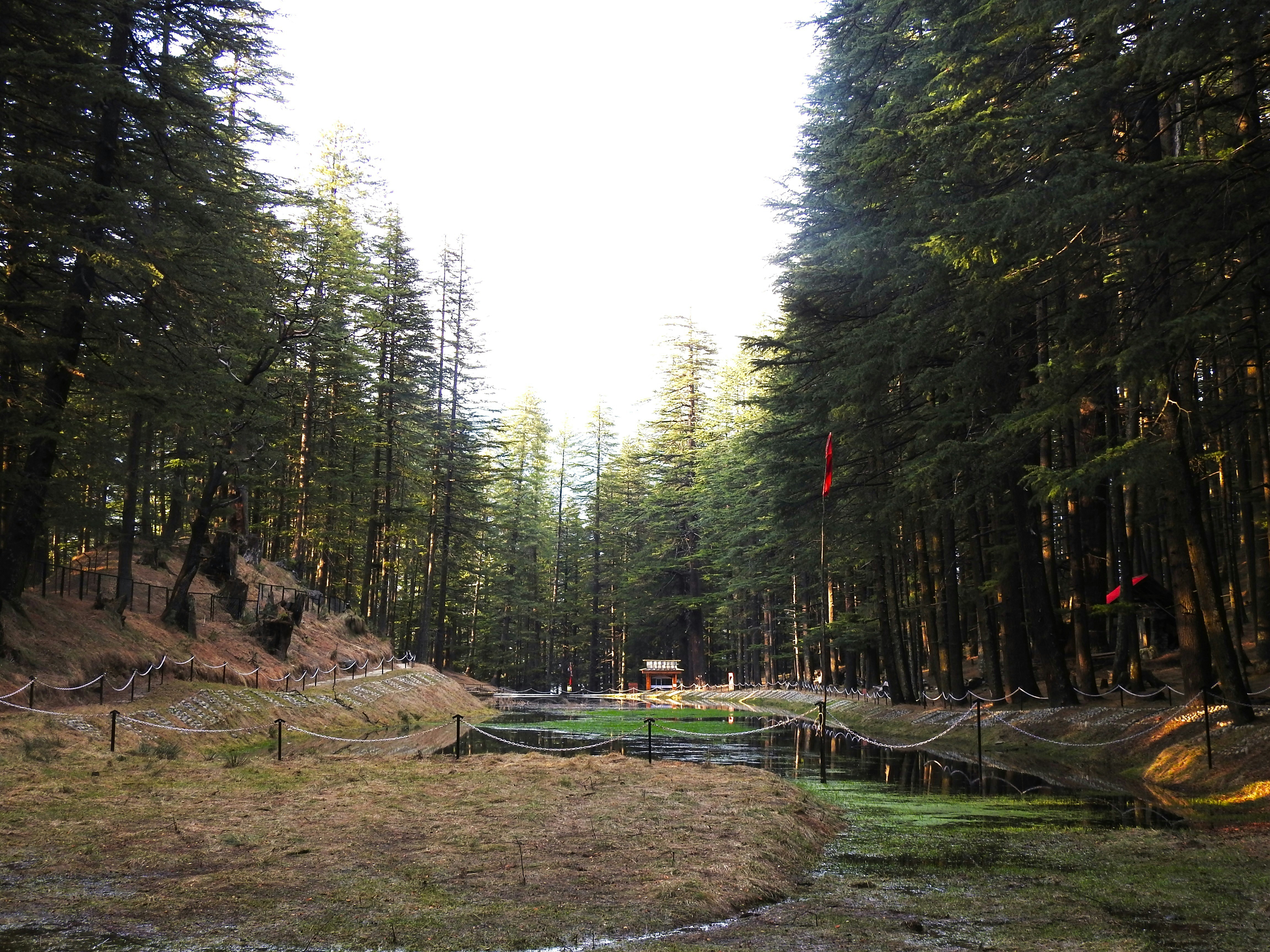 Whispering Pines and Sunlit Pathway