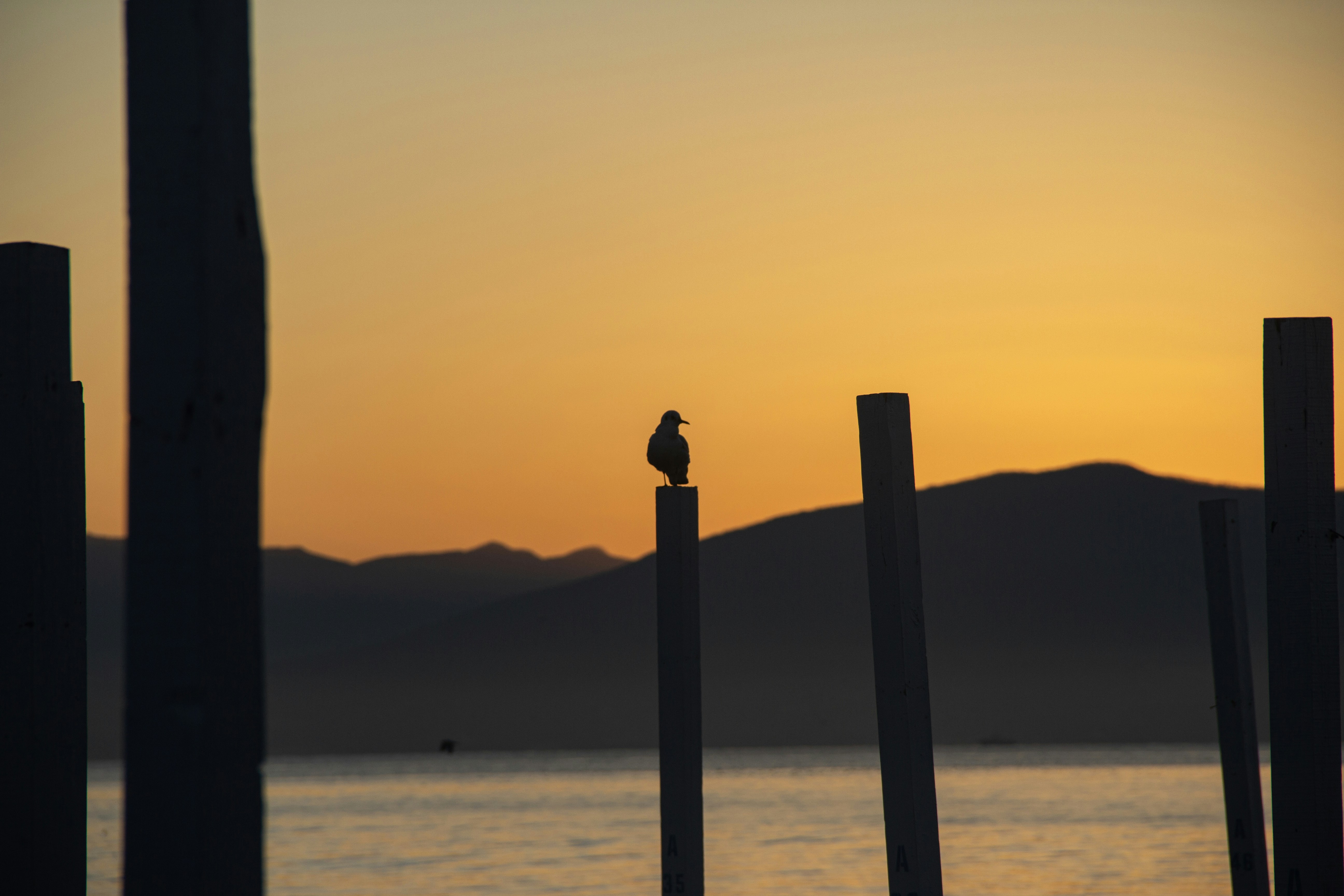 Silhouette Sentinel: A lone bird atop a pier amid a golden dusk