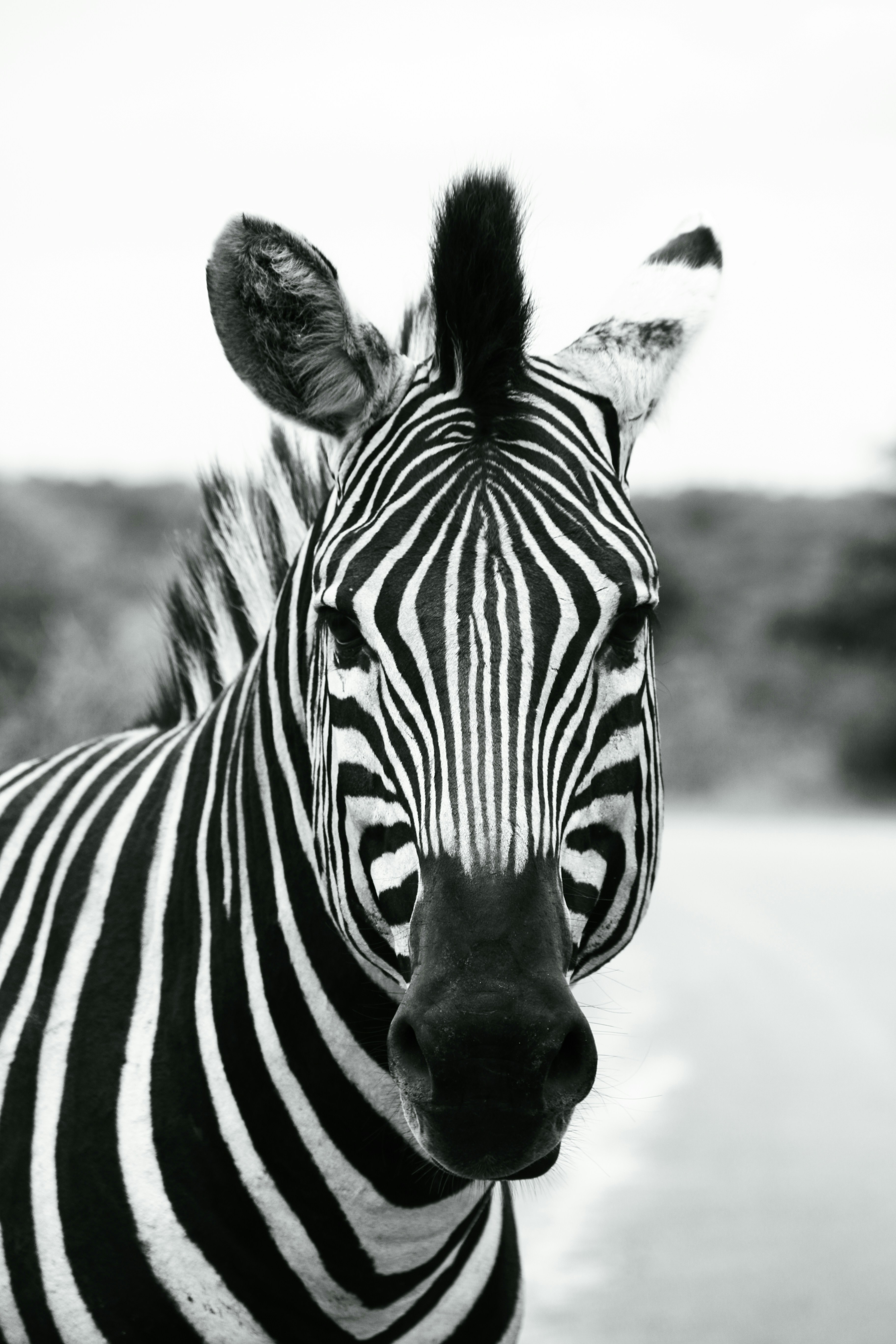 Close-Up Zebra Portrait: Bold Stripes in Black and White
