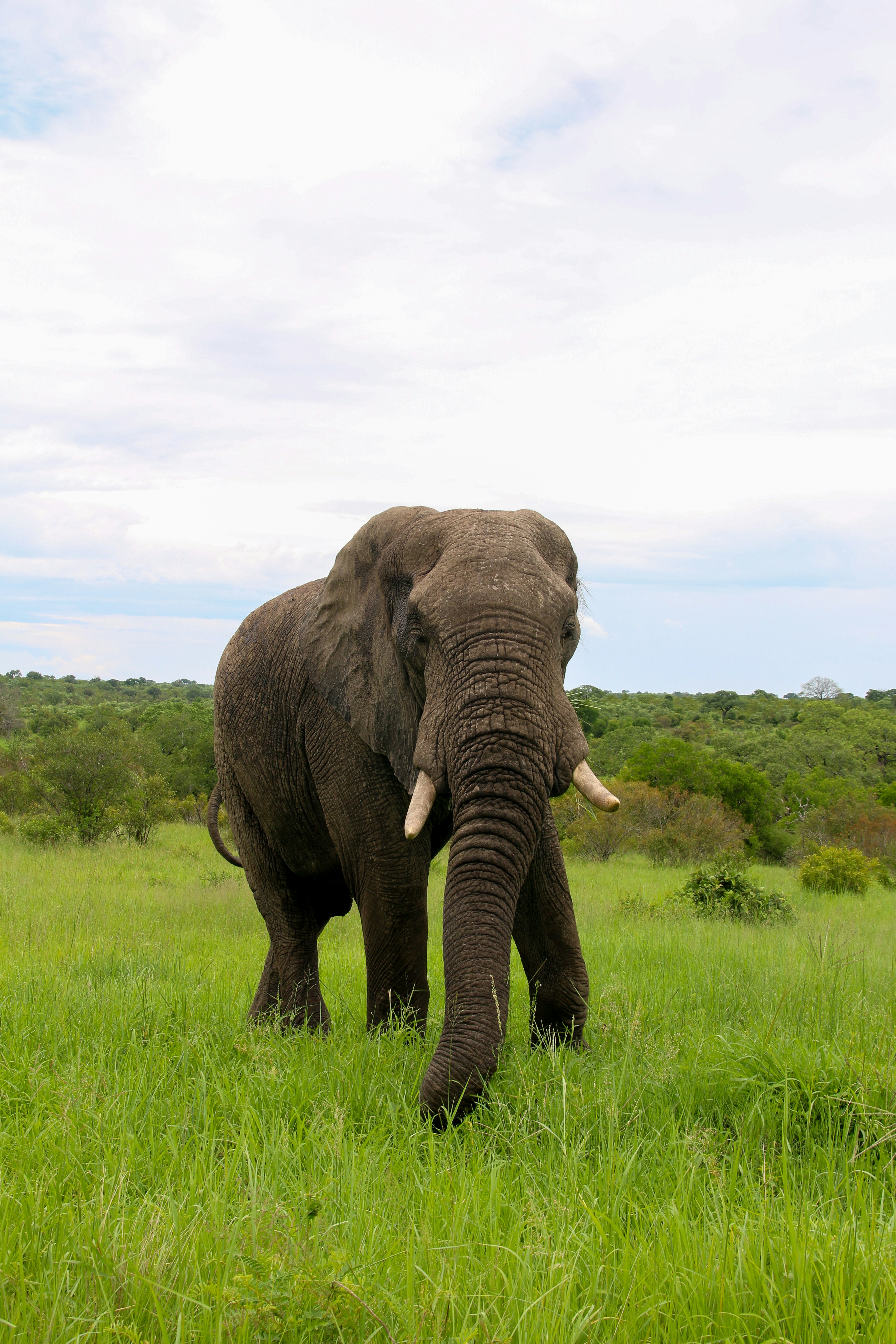 A large elephant walking through a lush green field photo – Free ...