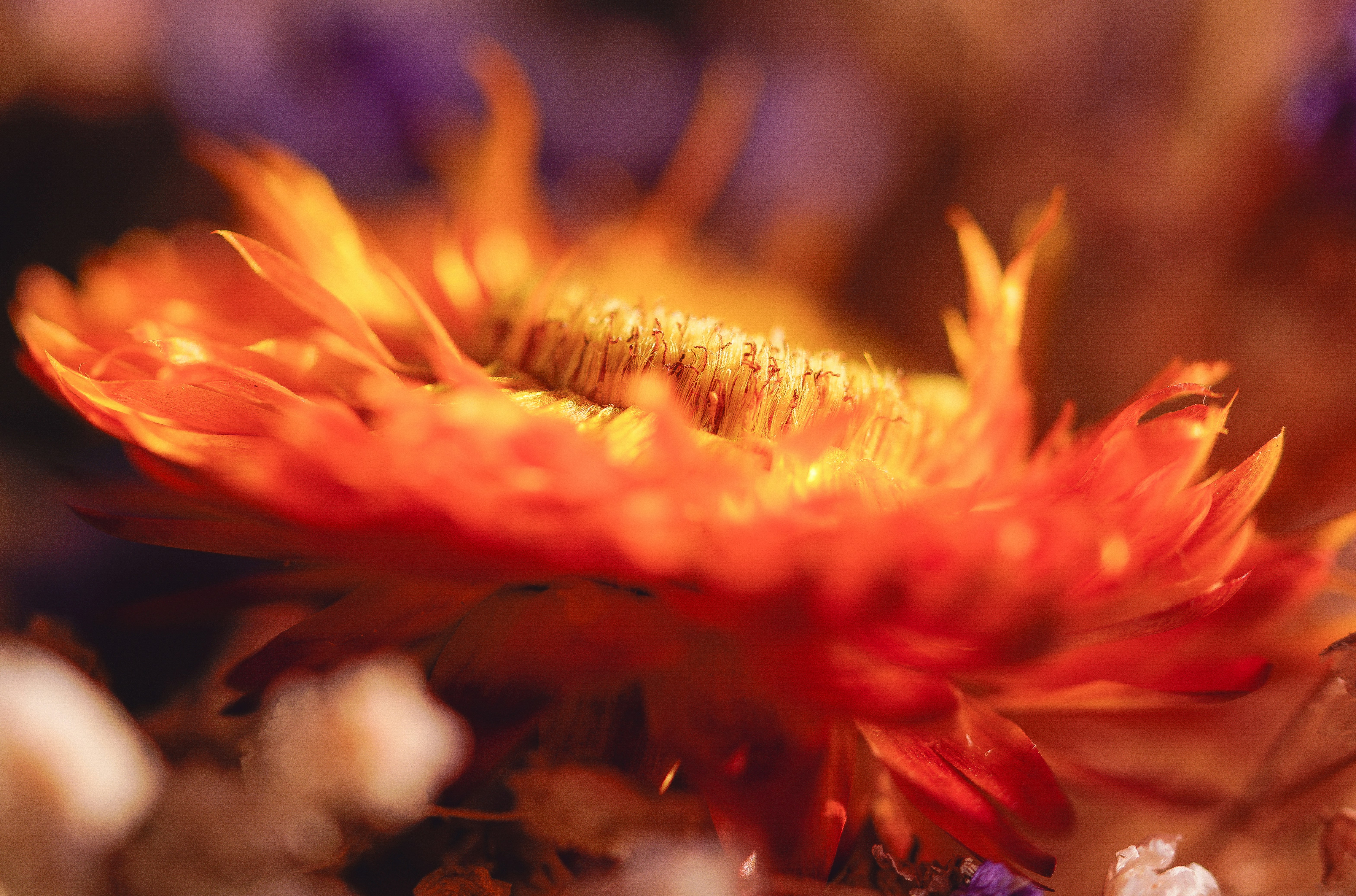 Ember Bloom: A Macro Portrait of a Fiery Petal in Velvet Blur