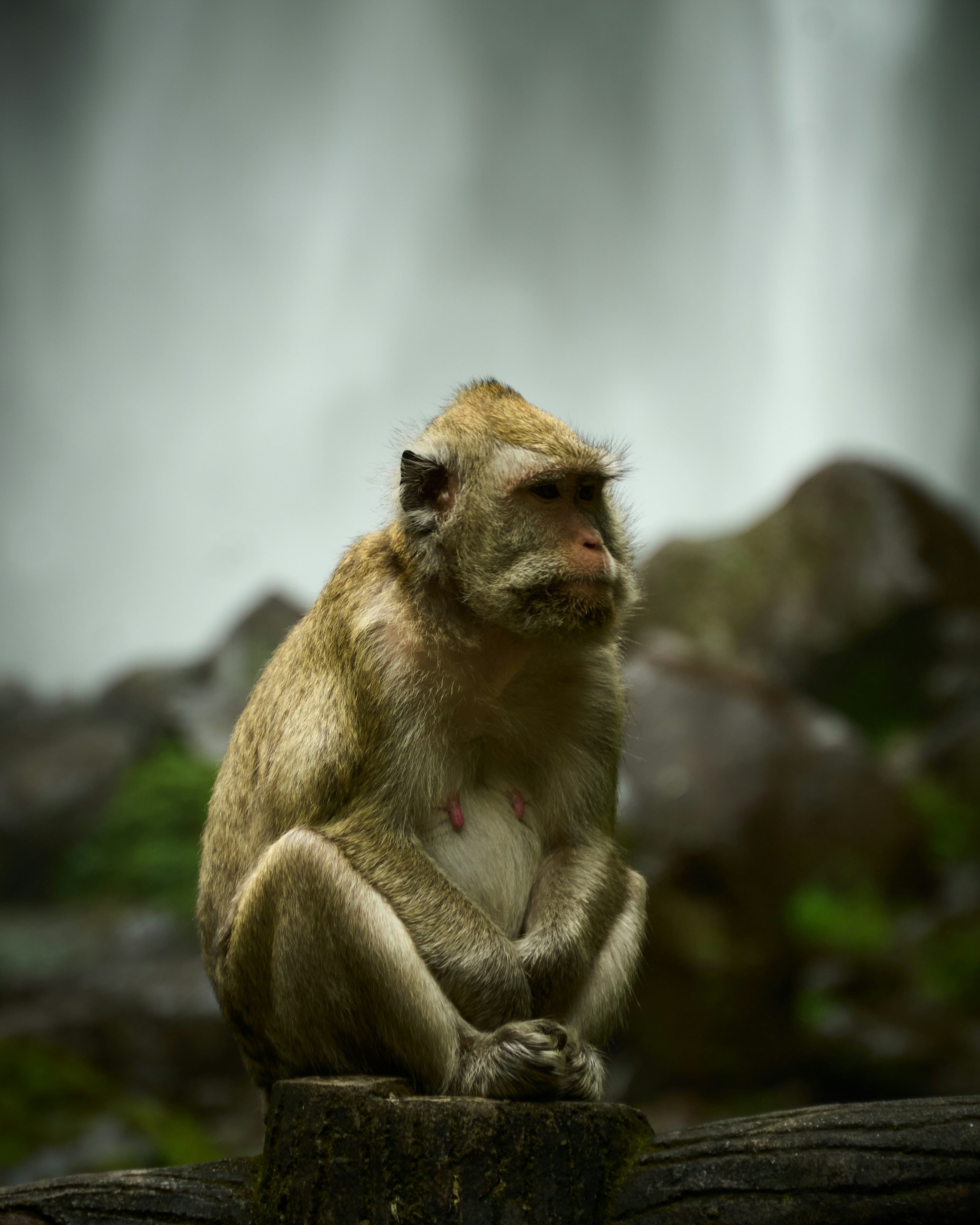 Macaque in Quiet Focus by the Misty Falls